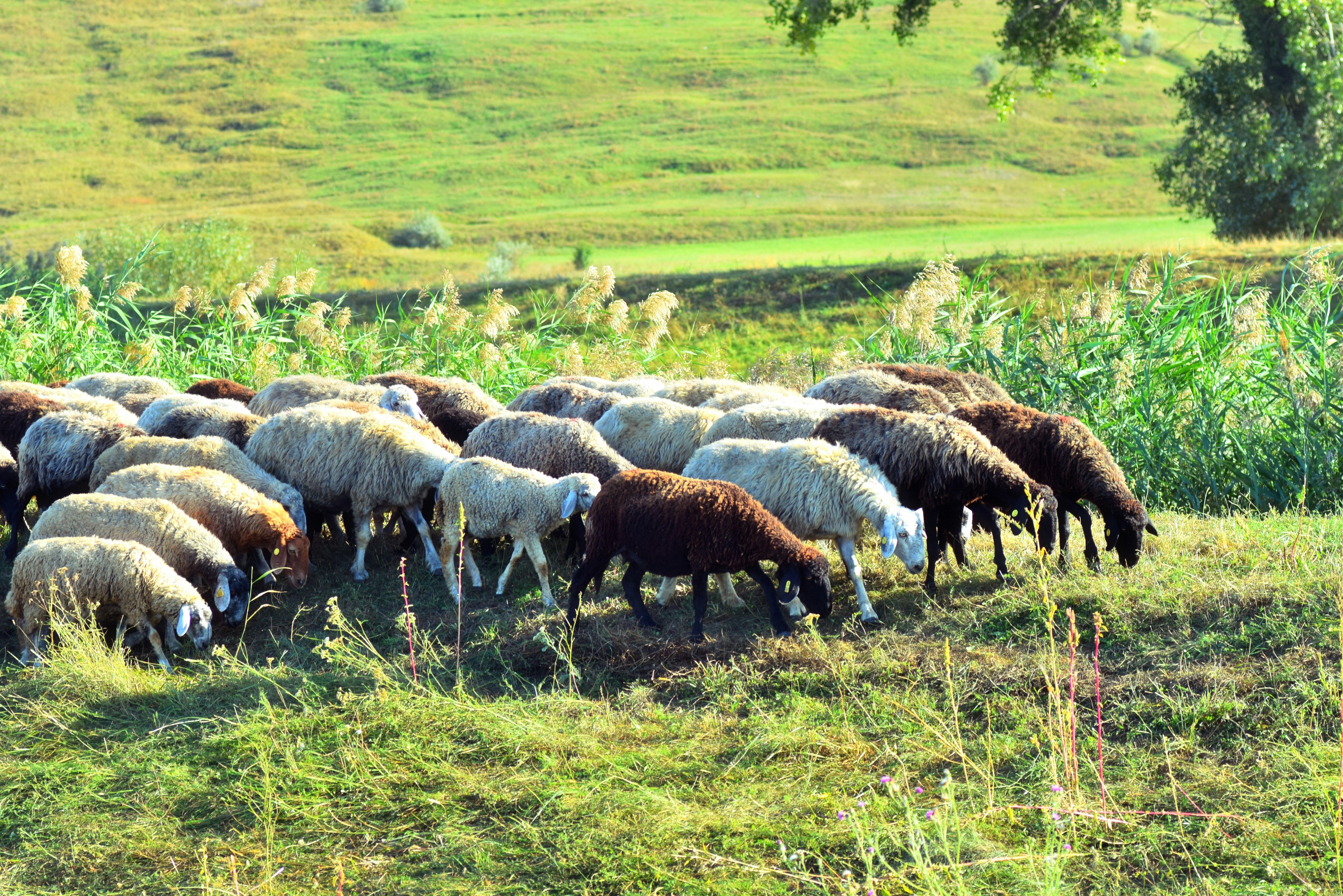 A Quiet Flock Gathers in Golden Light