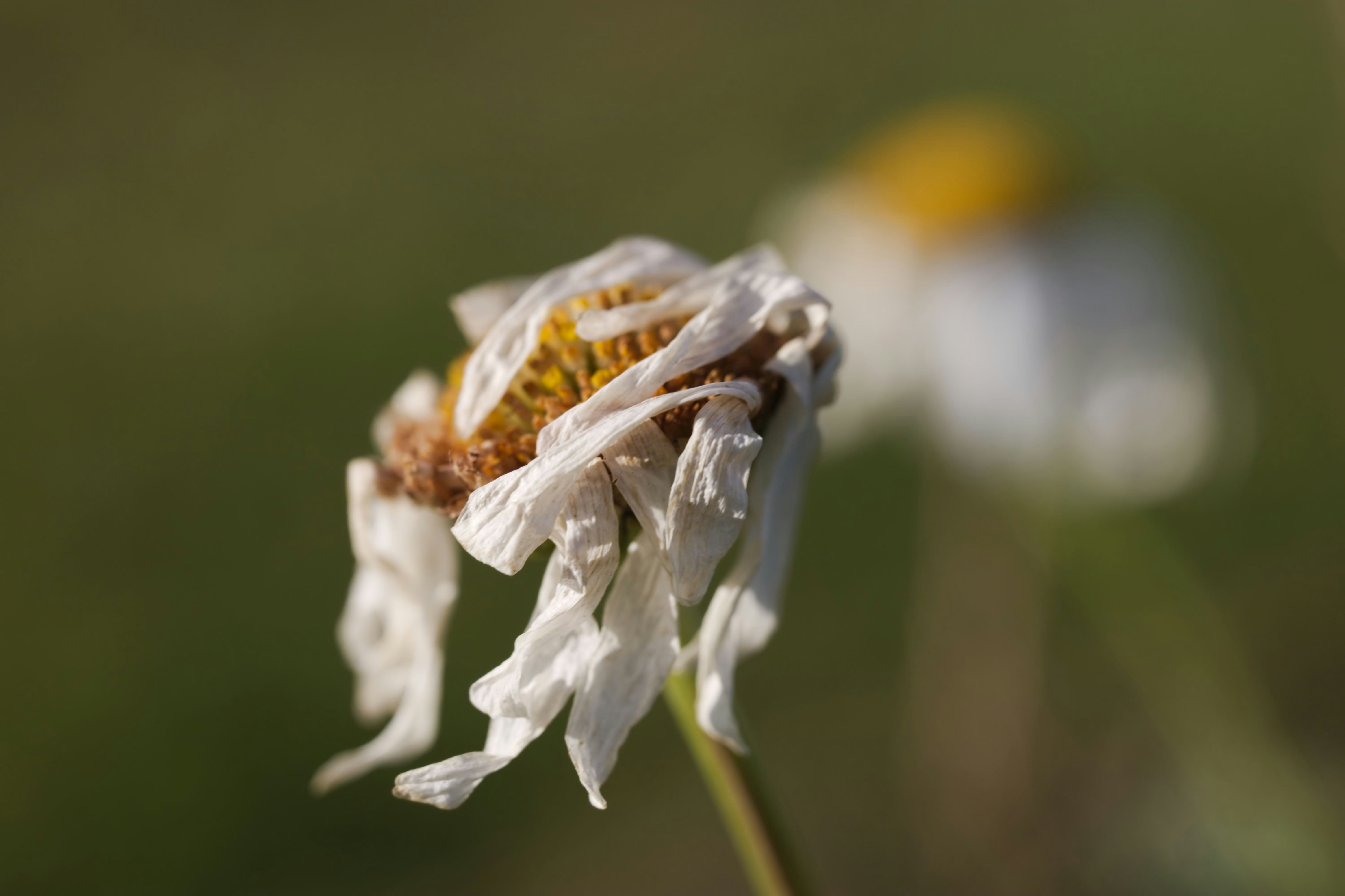Withered Daisy in Soft Focus Field