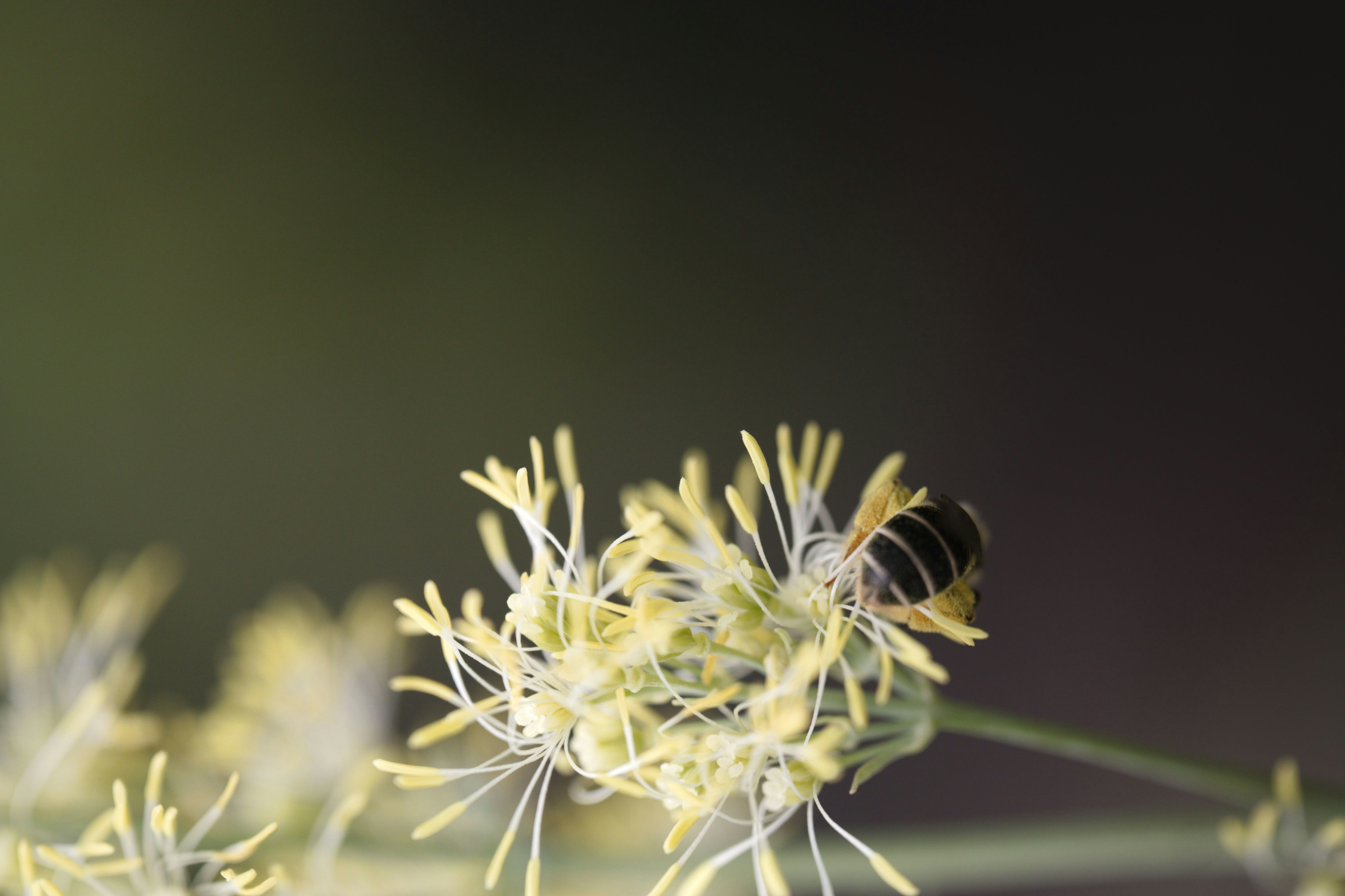 Golden Bloom Rendezvous: Bee on a Shimmering Floral Web
