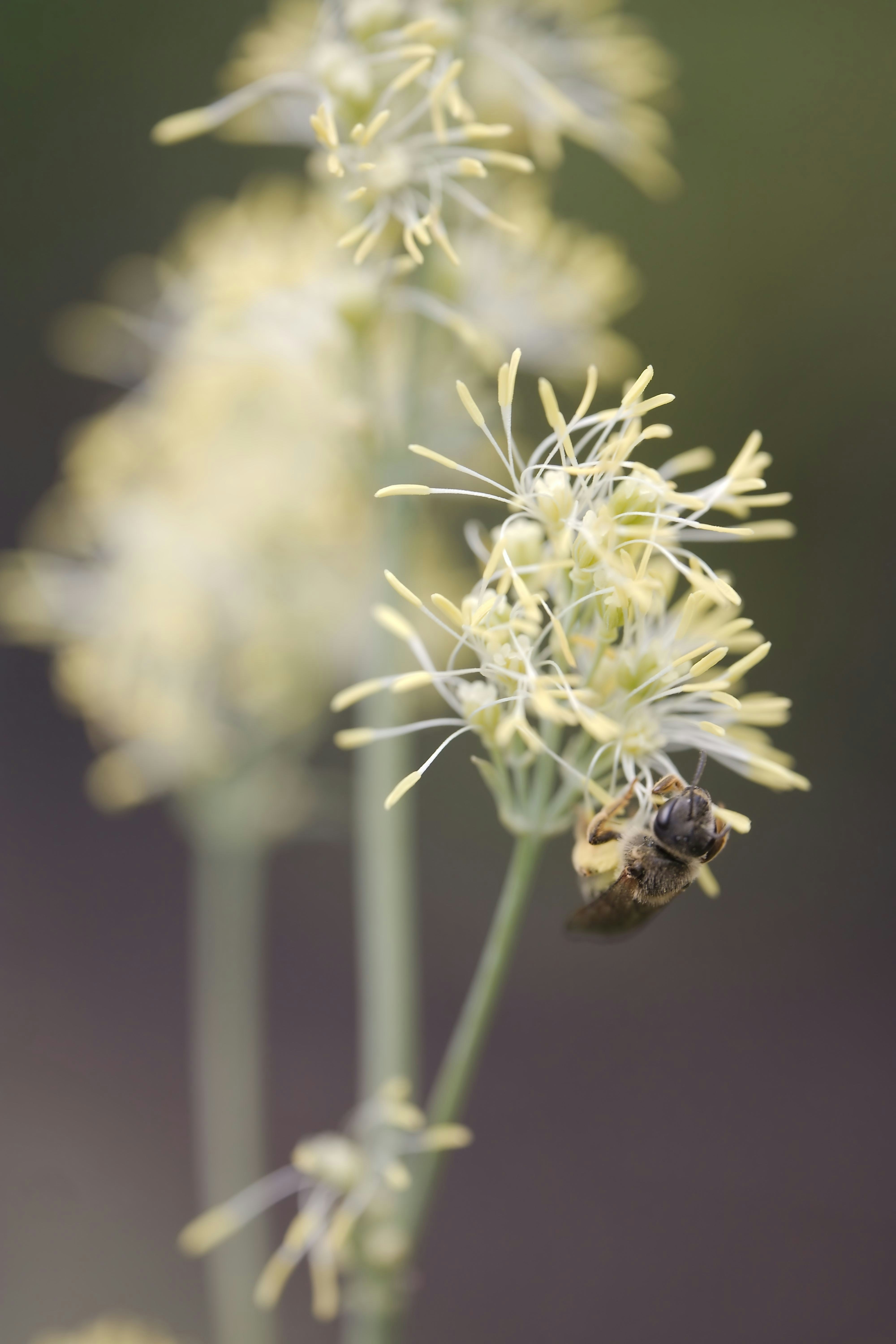 Bee at Work on a Pale Floral Lattice