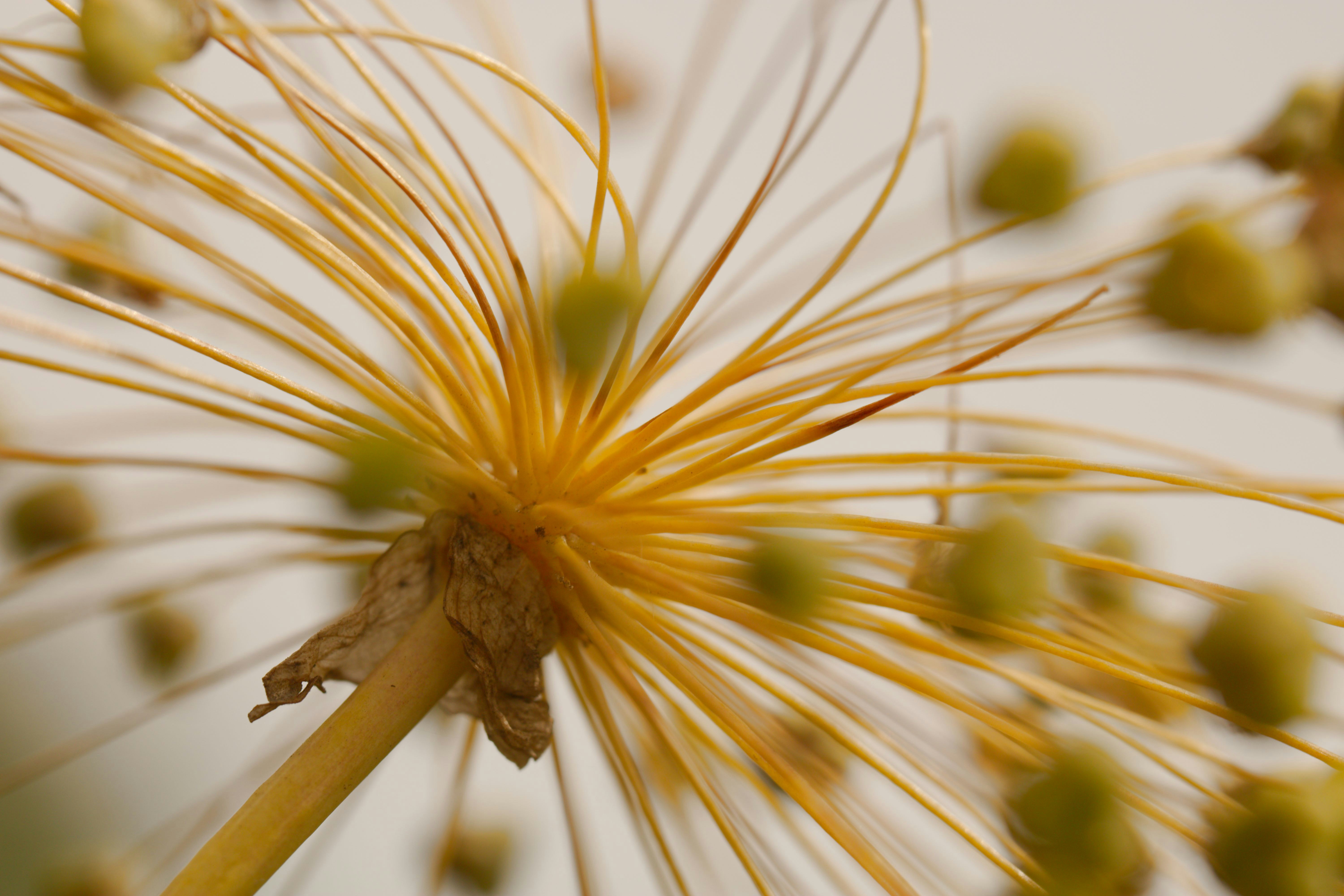 Macro Burst: Sunlit Tendrils Radiating from a Dandelion Seed