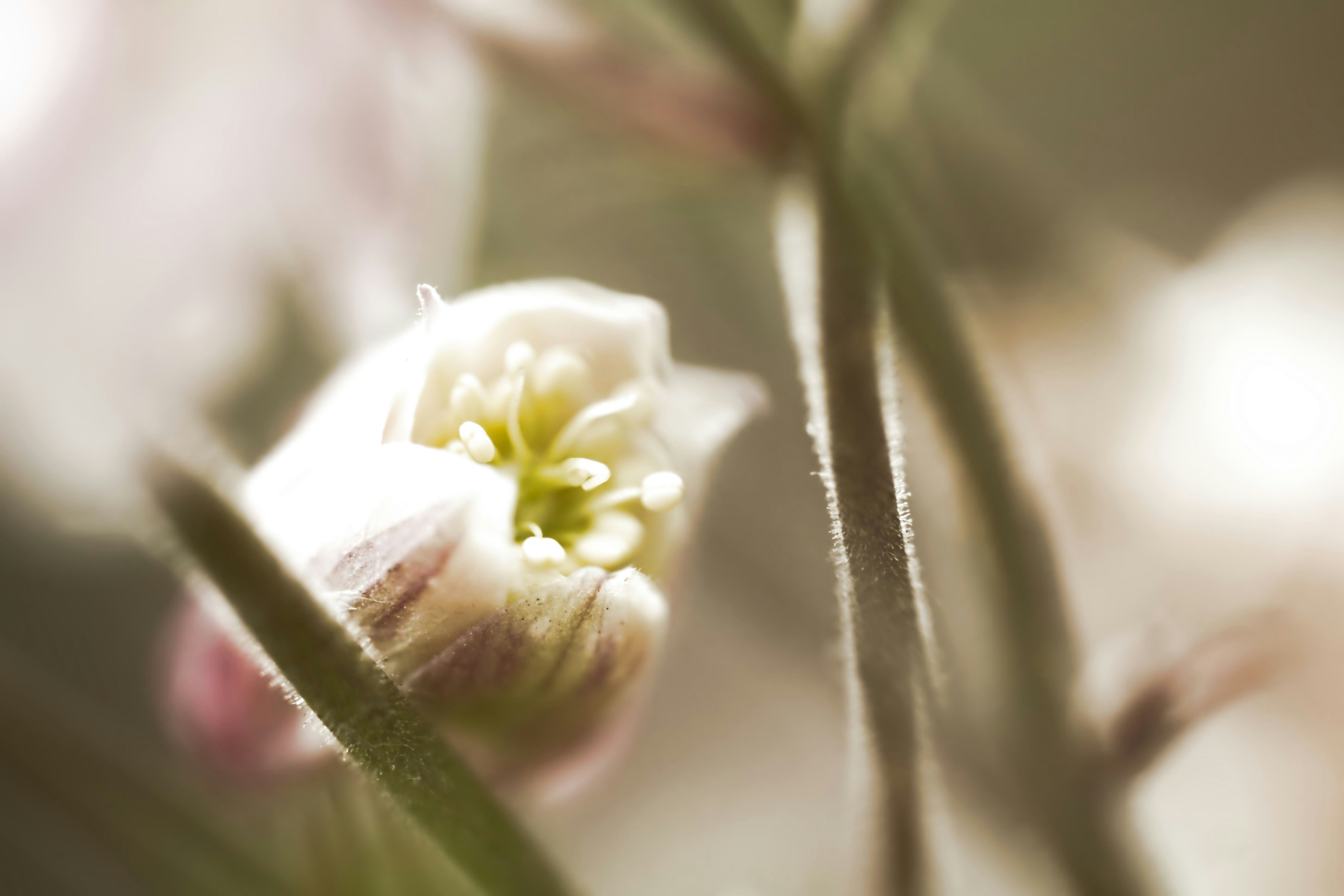 Petal Core: A Delicate Bloom Brought into Focus