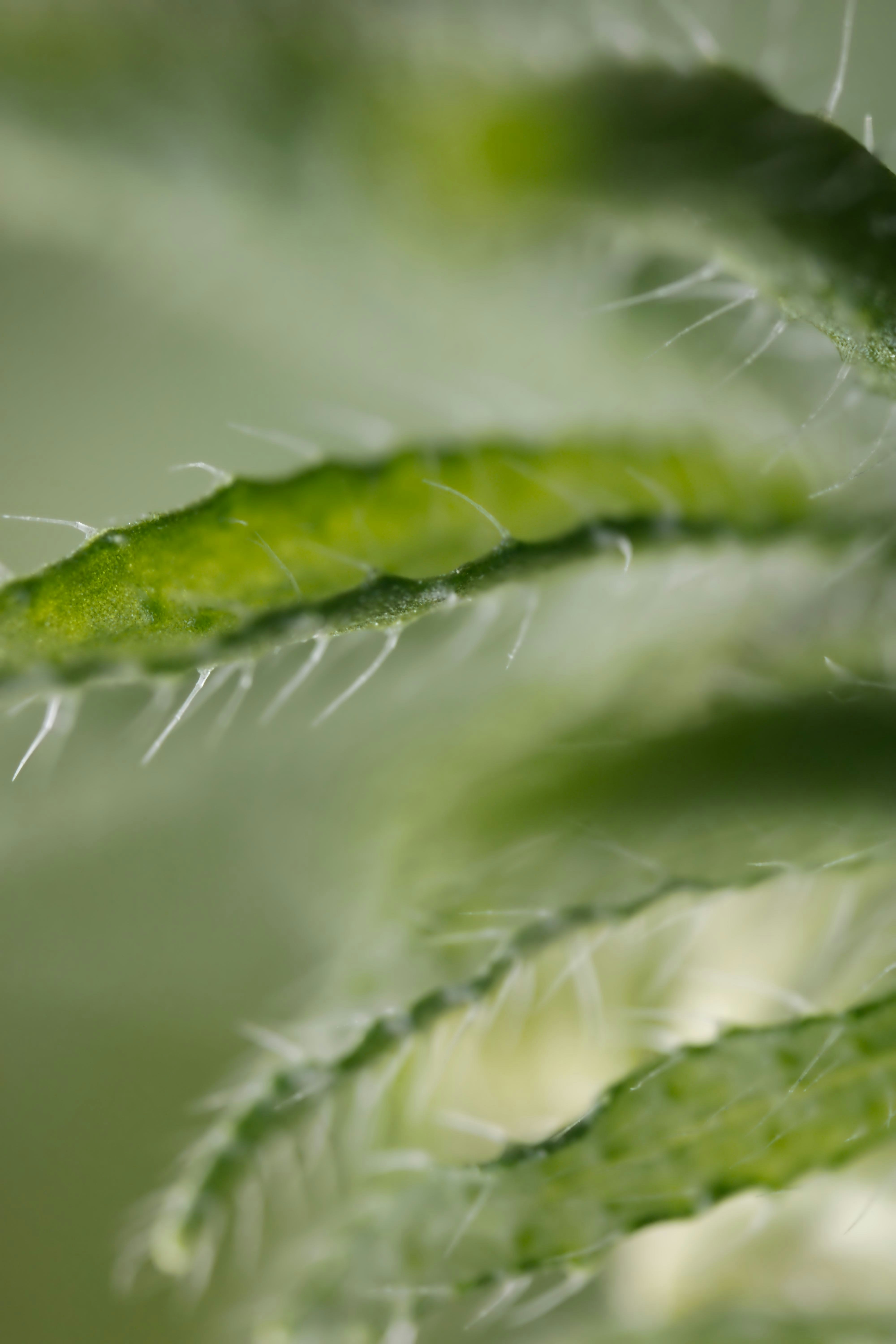Edge of a Green Spine: Close-up of Hairlike Thorns along a Leaf Vein