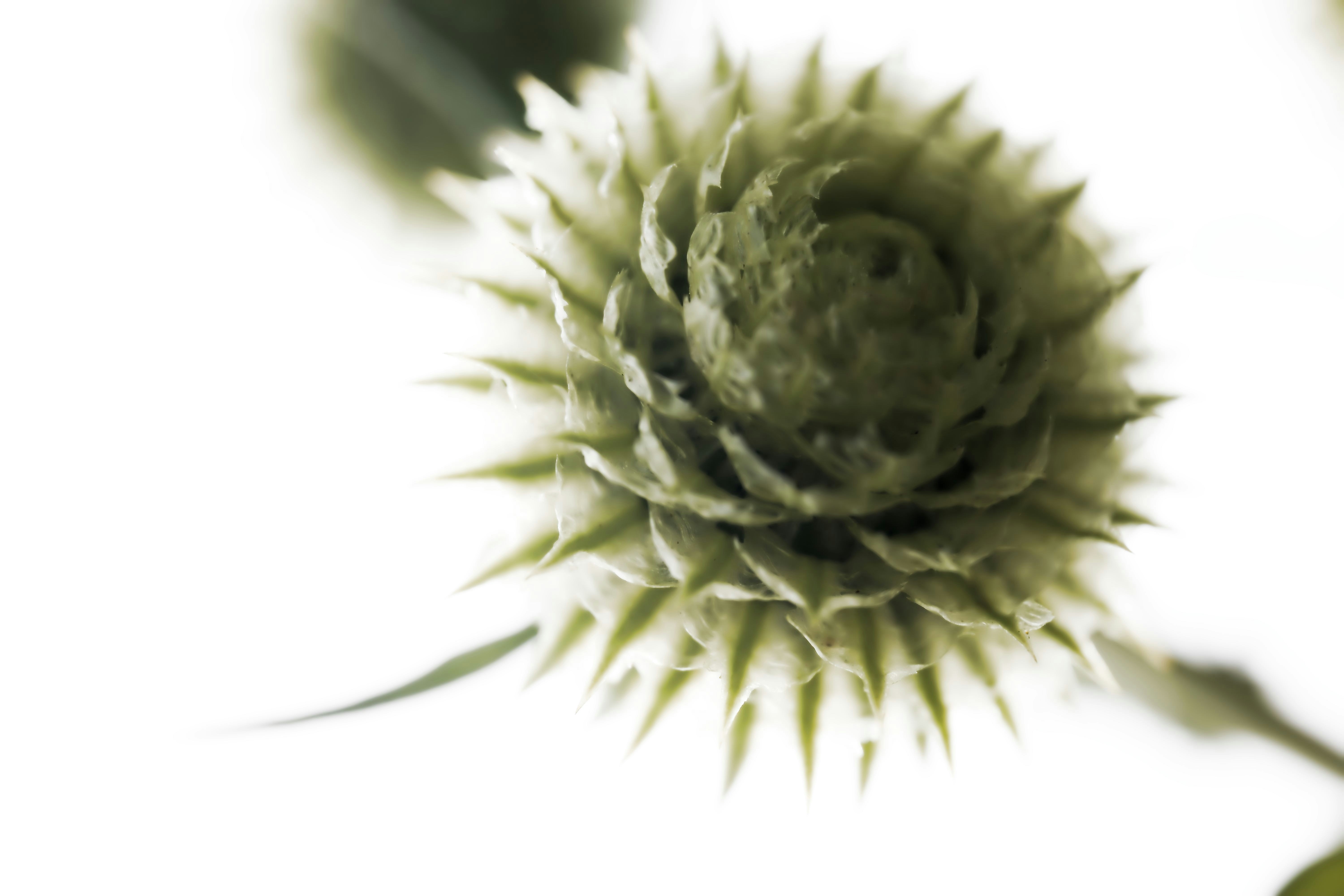 Central Spike: A Close-Up of a Soft Green Thistle in Ethereal Light