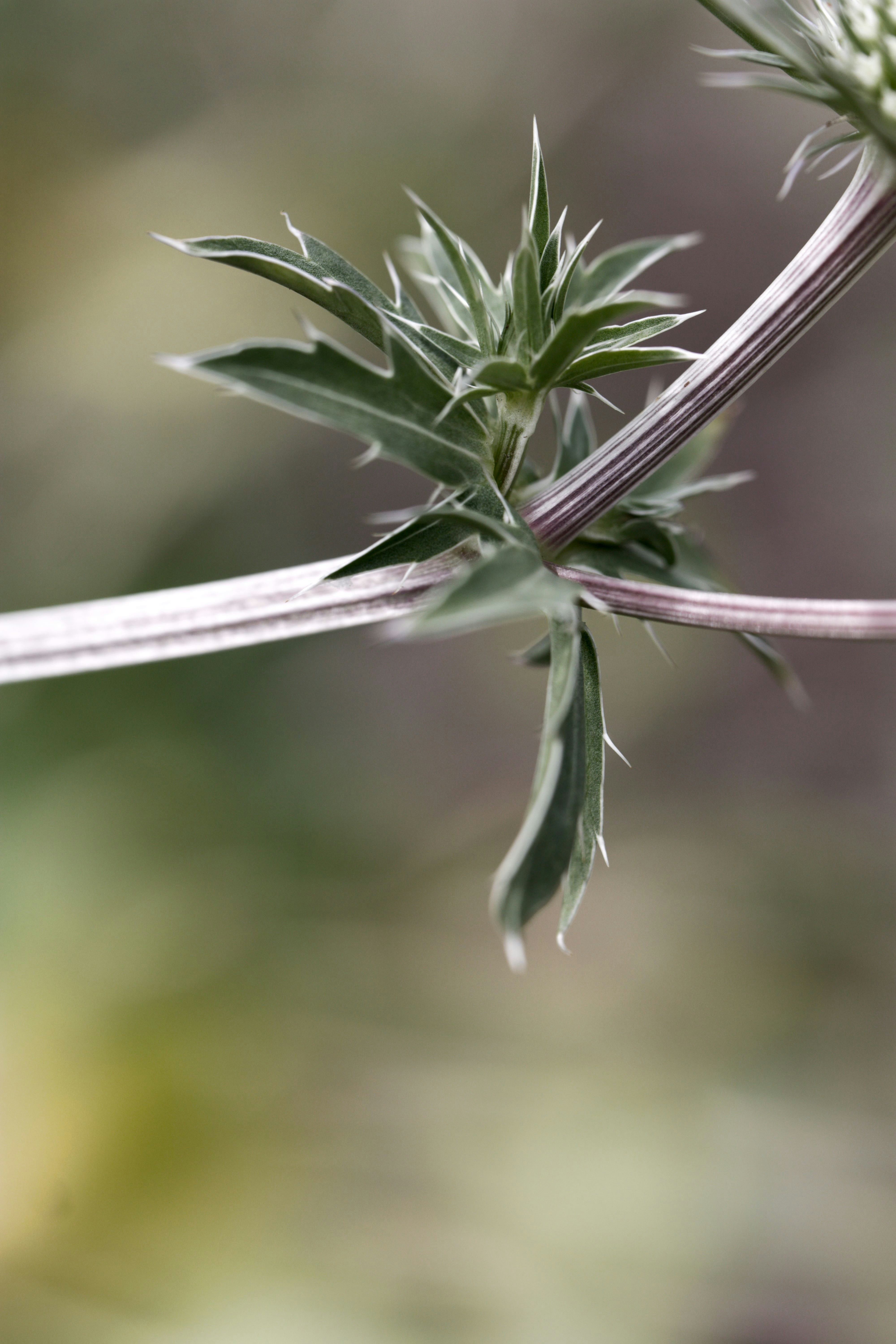 Barbed Green: A Close-Up of Thorny Stems and Pale Foliage