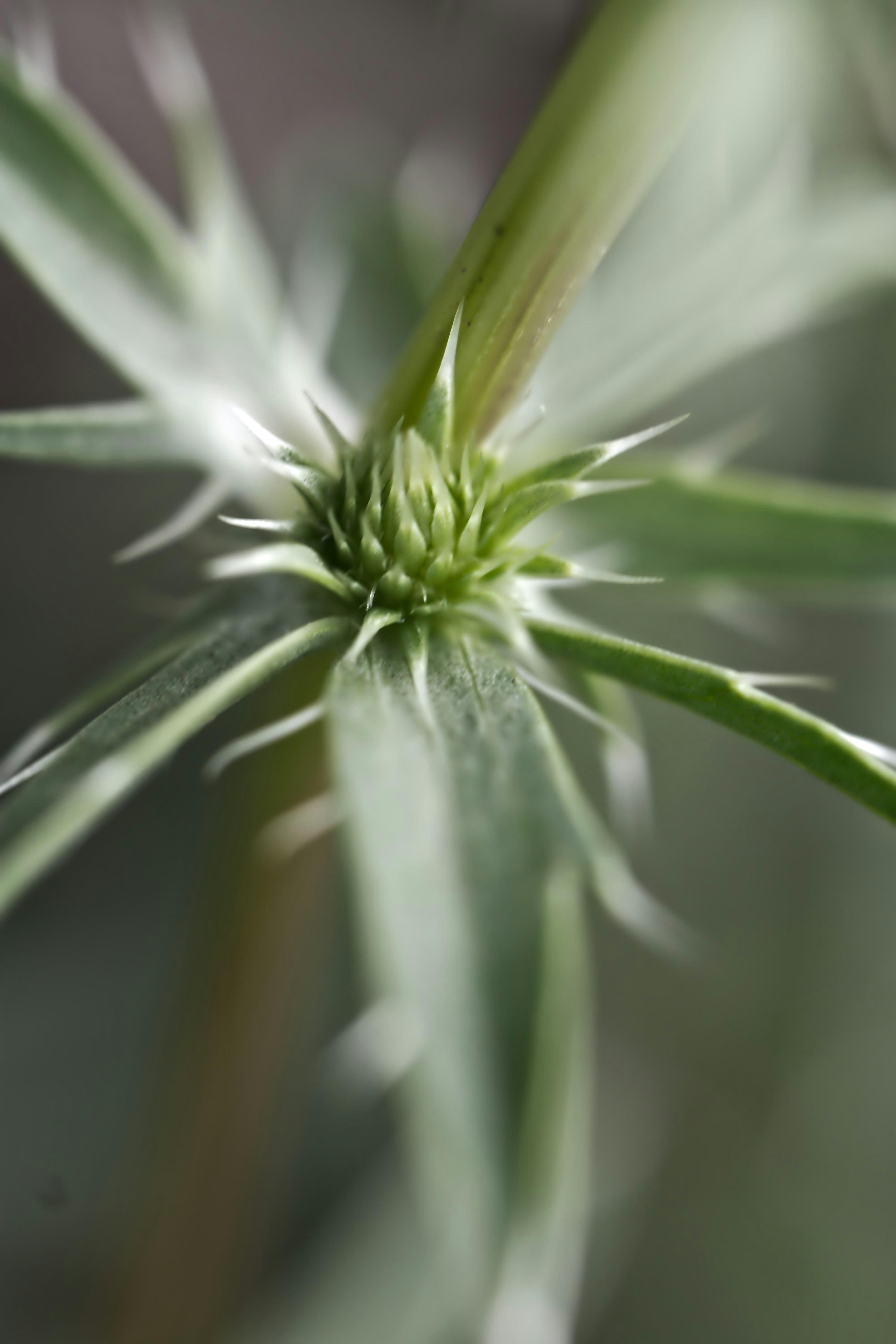 Central bud: a close-up into the heart of a spiky green bloom