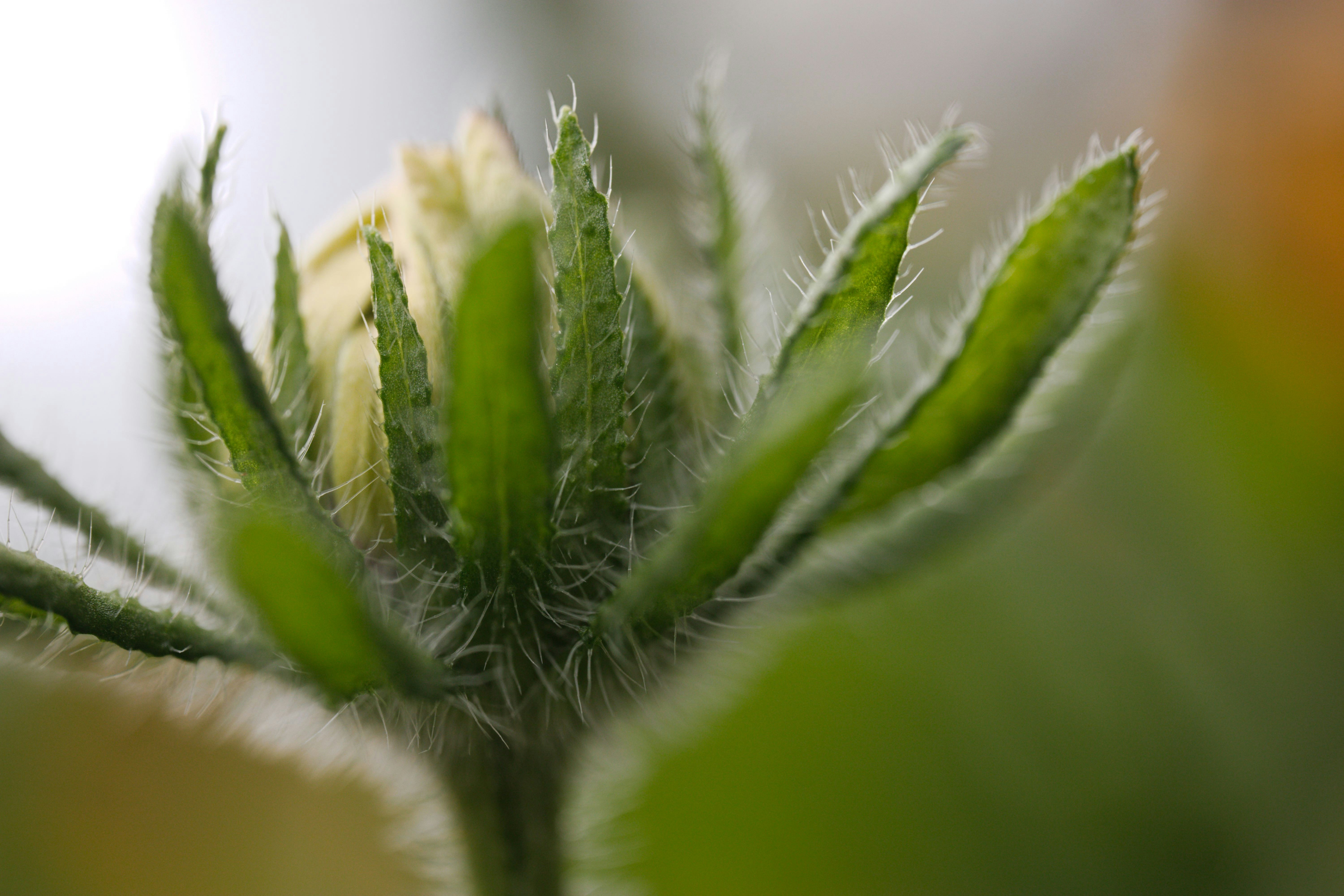 Hairs of Spring: A Bud Emerges from a Spiky Green Bloom