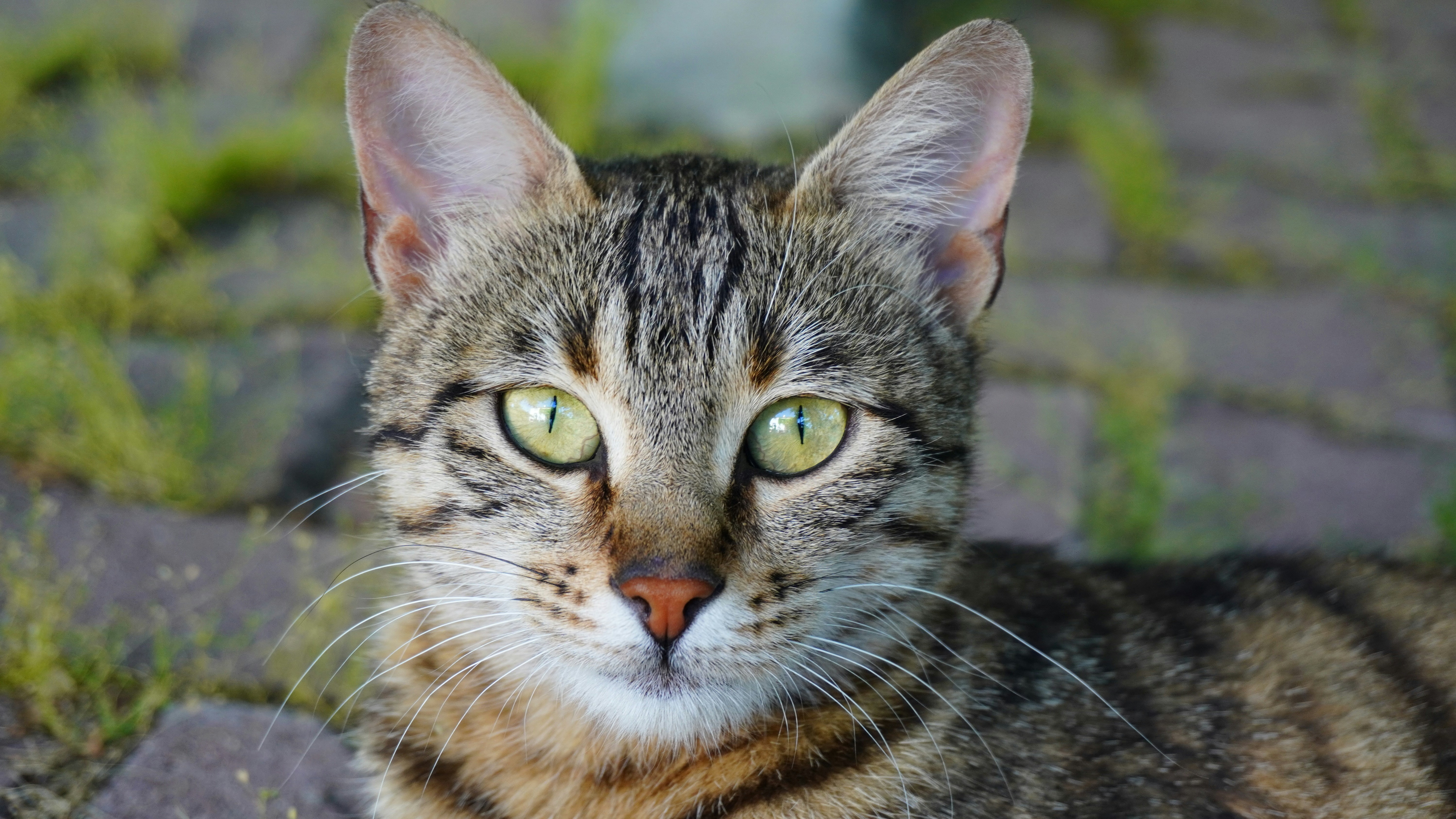Direct Gaze: Focus on a Striped Cat’s Attentive Eyes