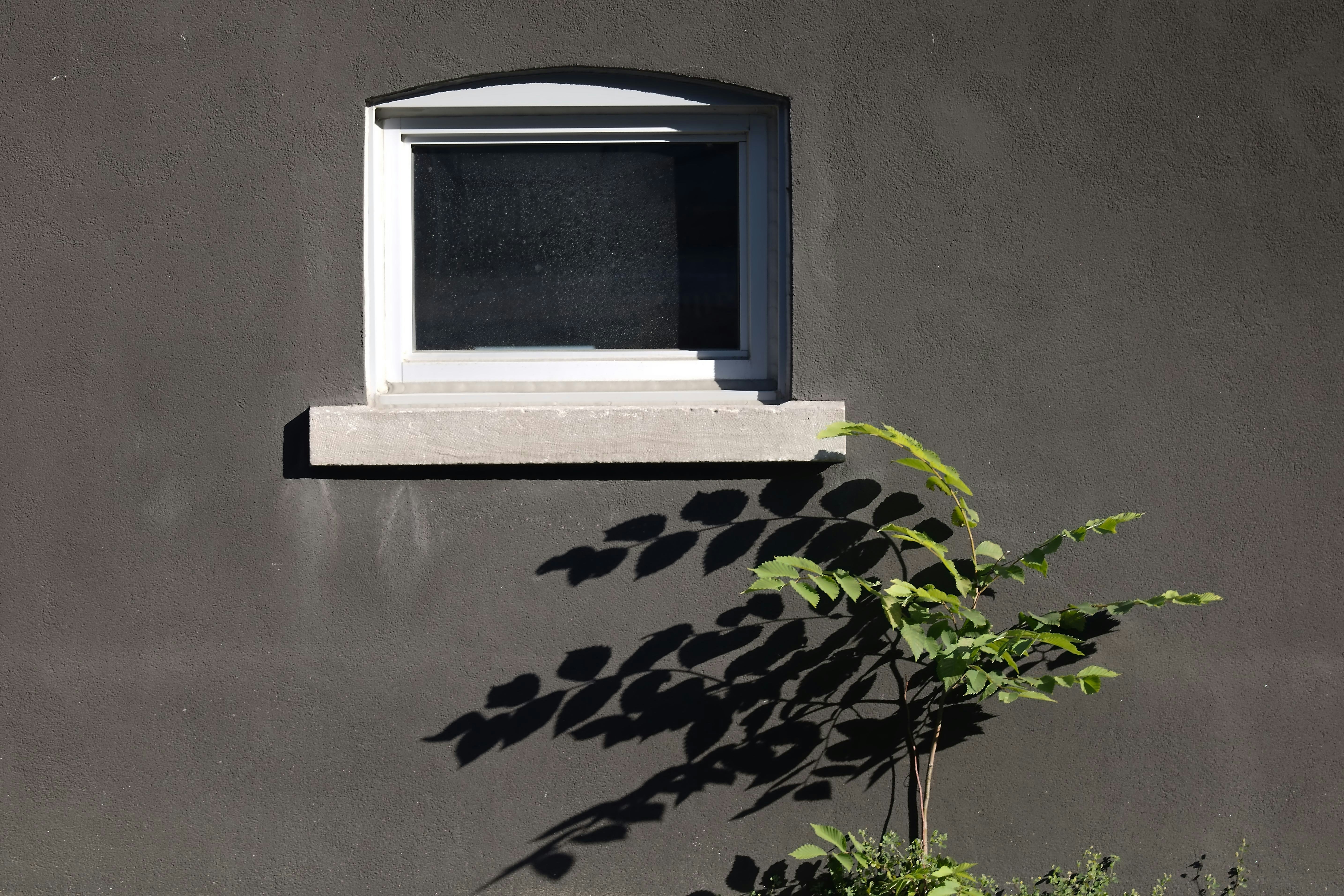 A minimalist exterior wall with a small window and a sapling casting patterned shadows on the façade. The scene emphasizes architectural restraint and natural growth in contrast.