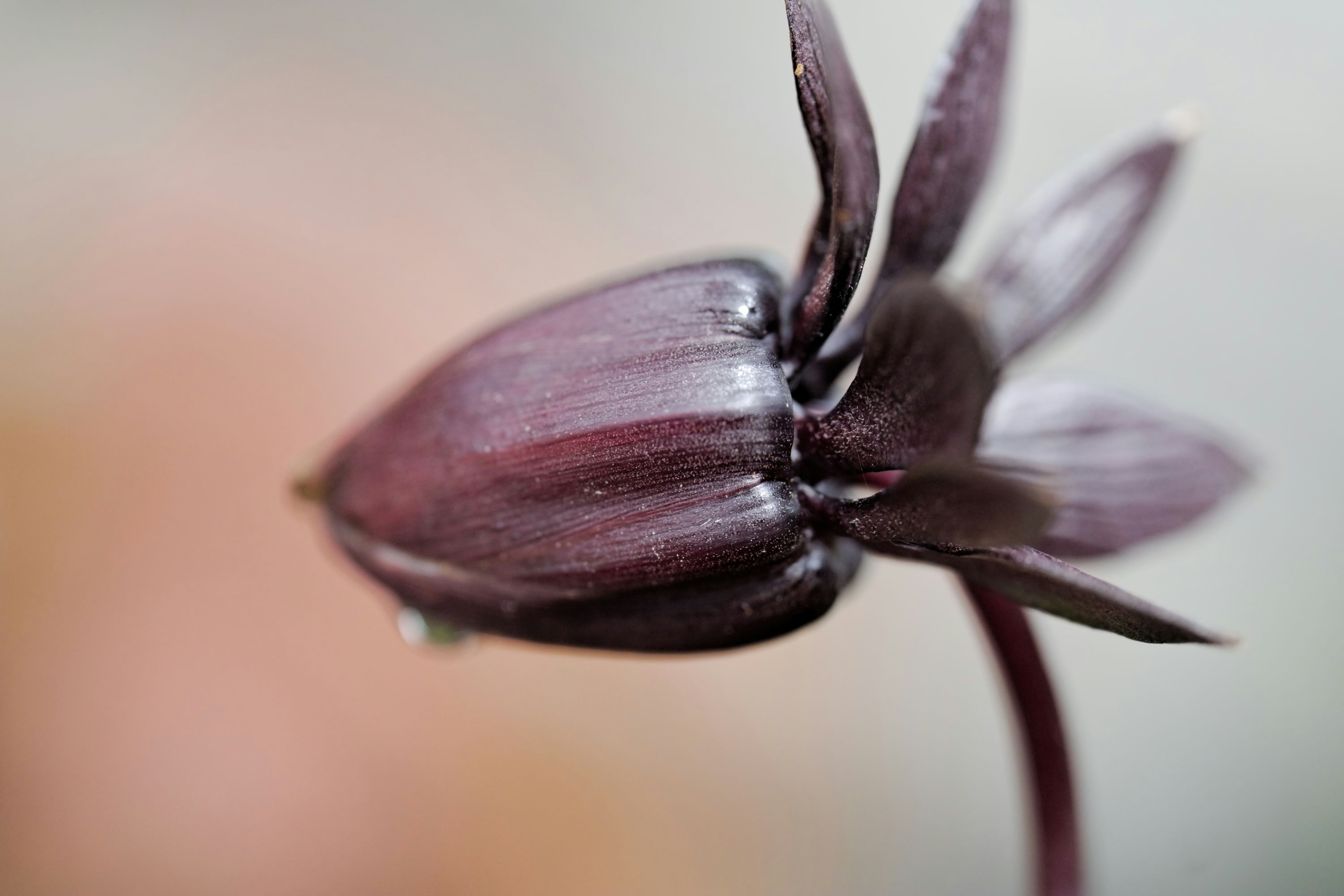 Deep Burgundy Bud: A Macro Study of a Flower Bud in Soft Focus