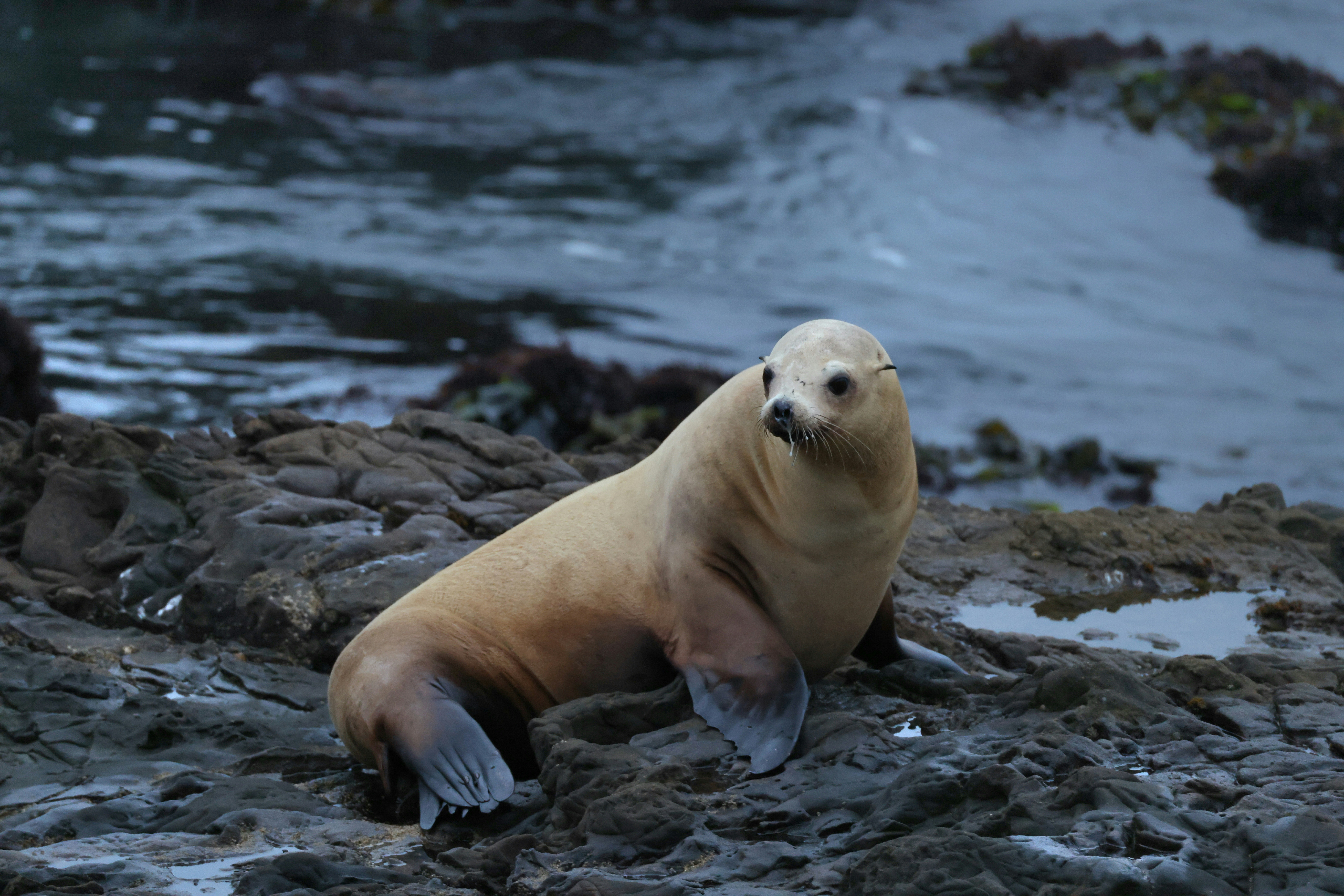 Seal pup resting on rocky shore by the water, gazing toward the camera with a calm expression. A natural wildlife scene without staging, highlighting texture and cool coastal tones.