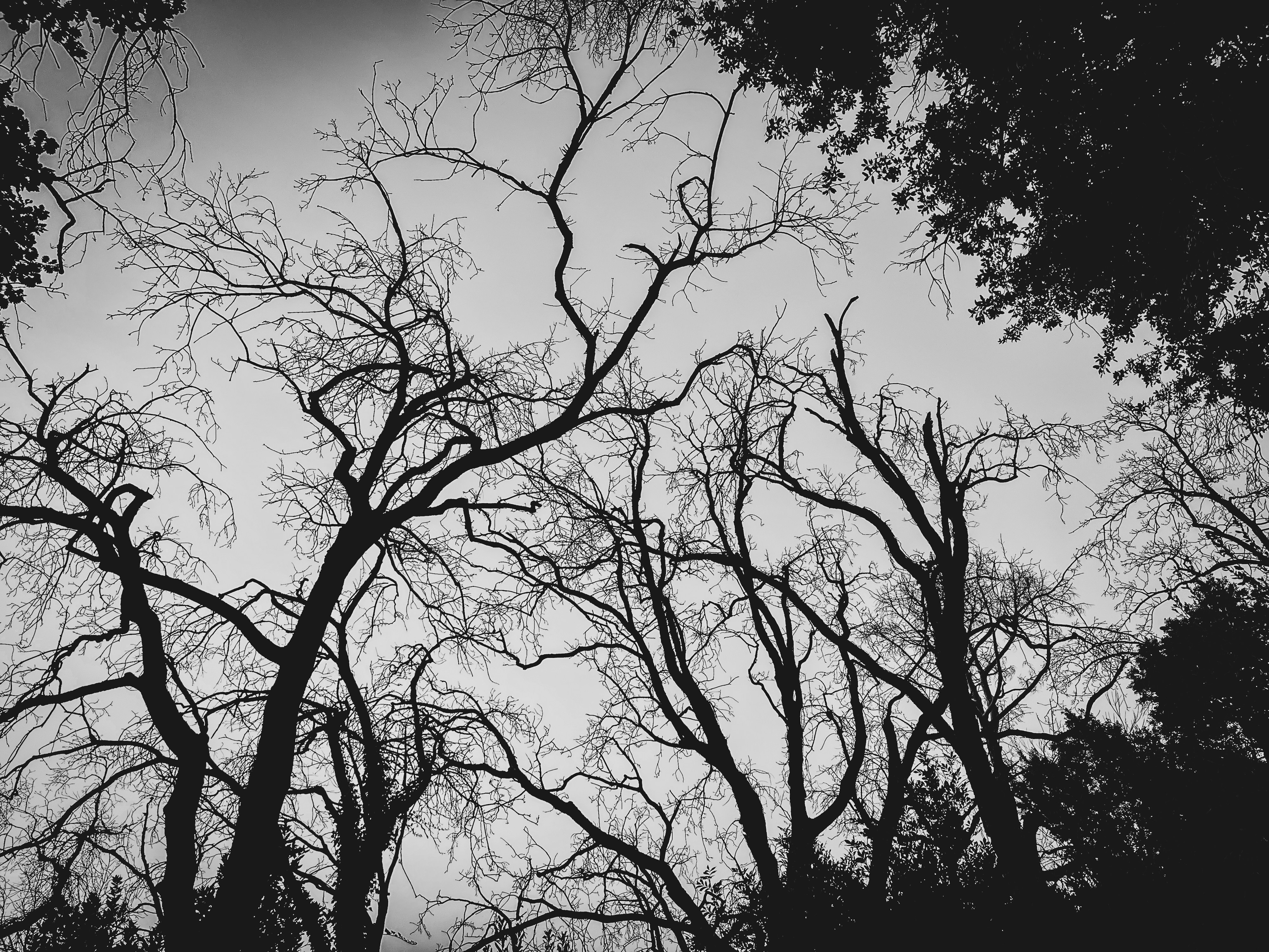 Bare Whispers: A Canopy of Silent Branches Under Evening Light