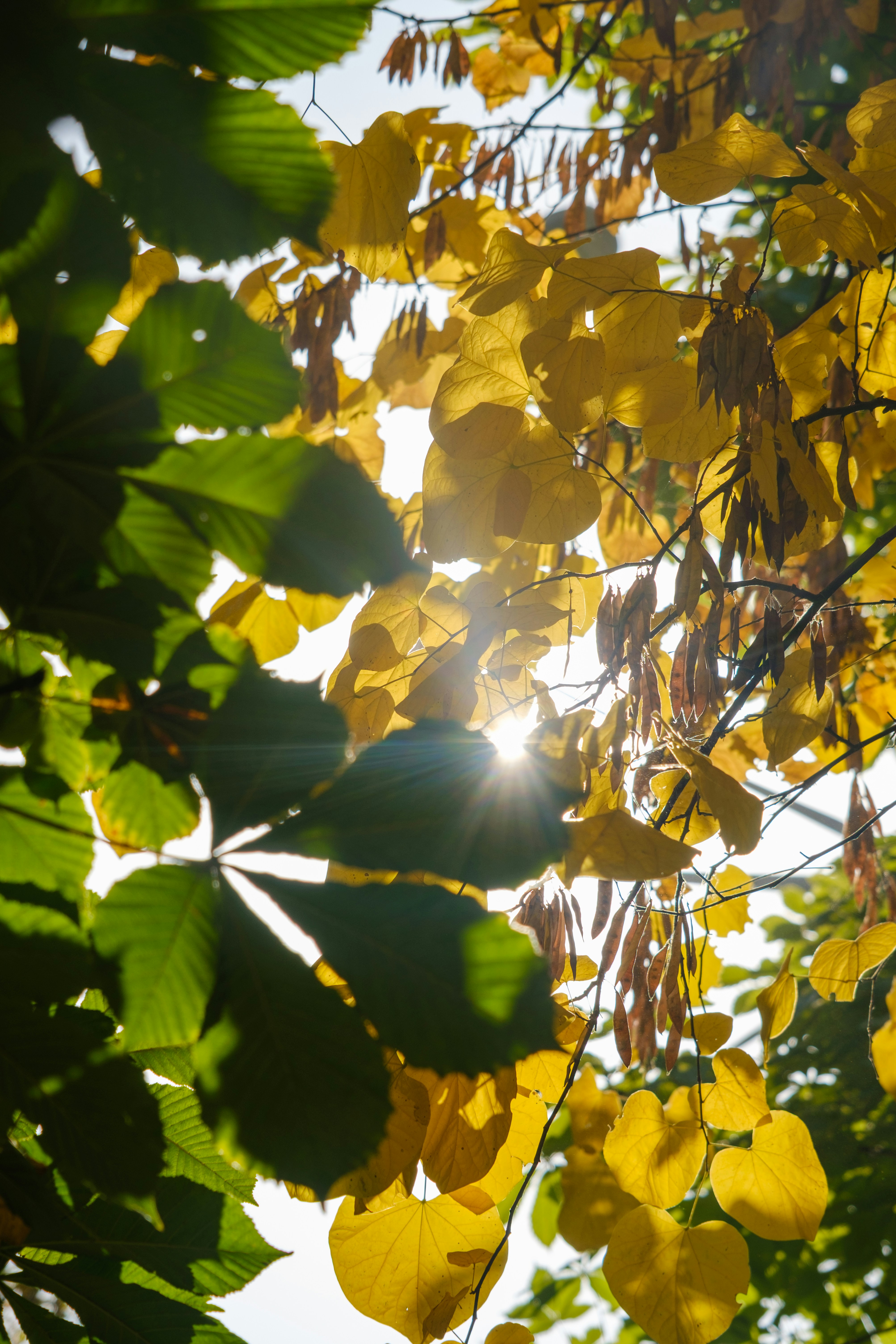 Sunlit Autumn Veil Through Leaves