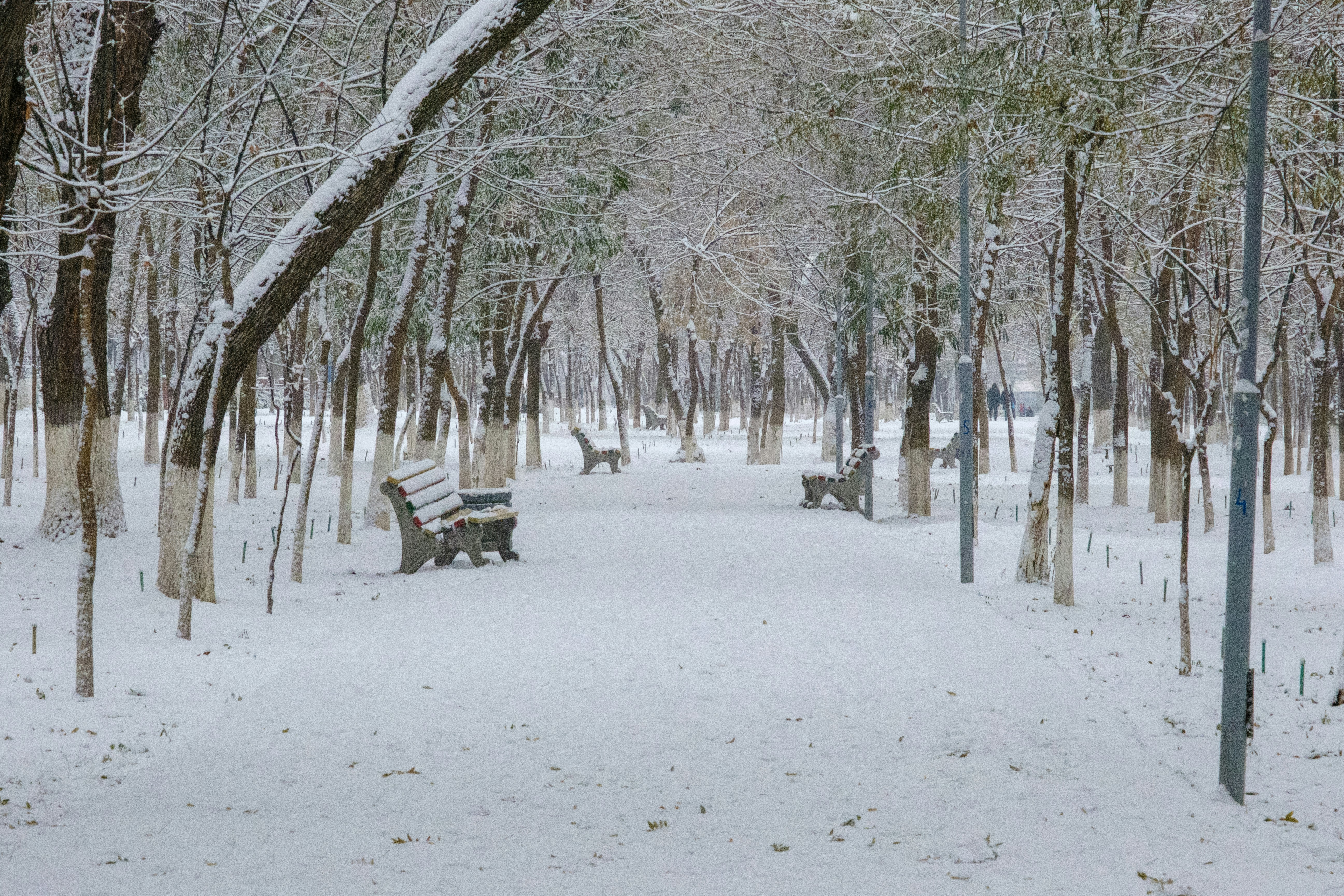 Snowproof Paths: A Quiet Winter Walk Through the Park