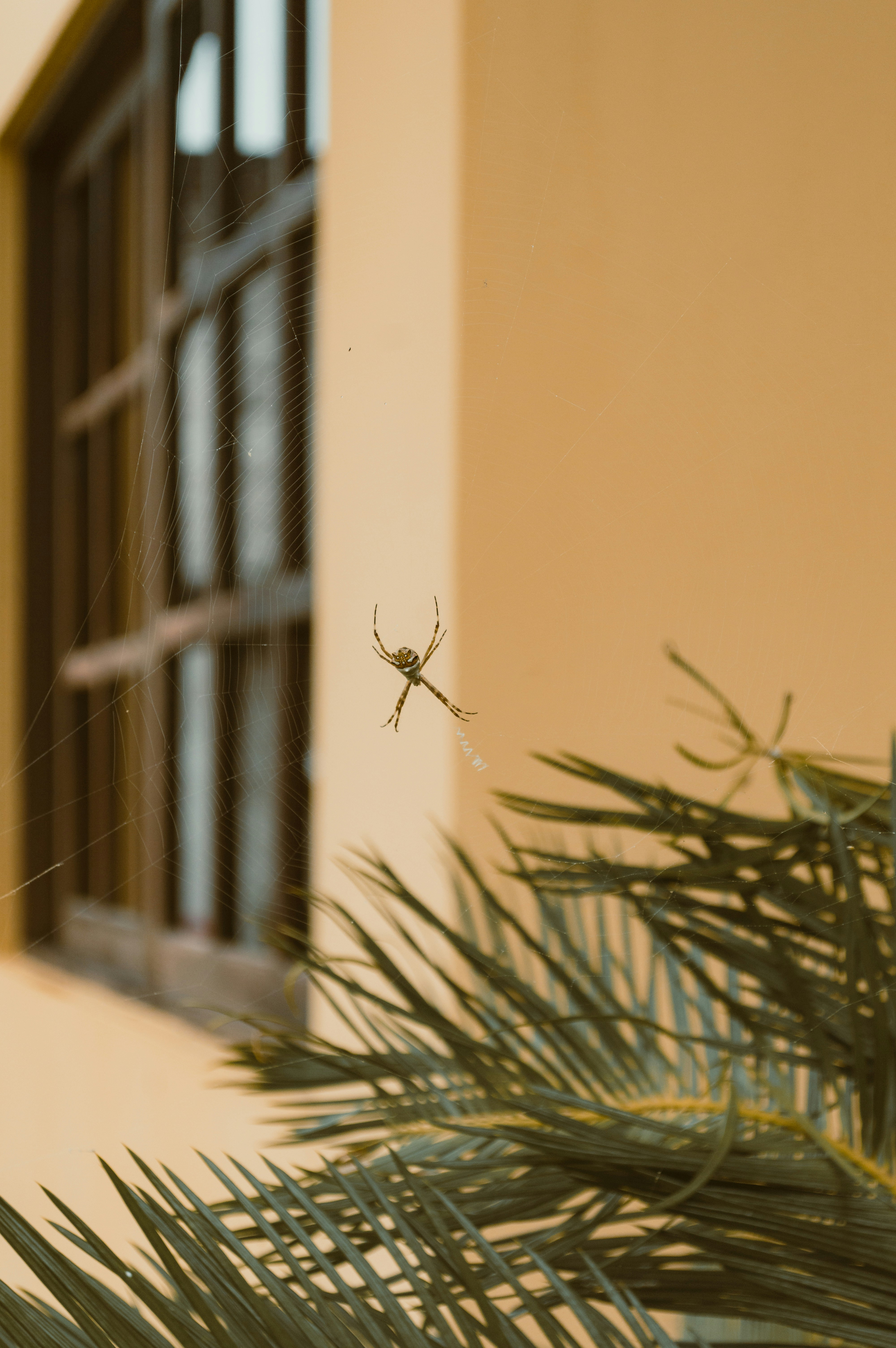 Dangling Archer: a Spider Between Wall and Foliage