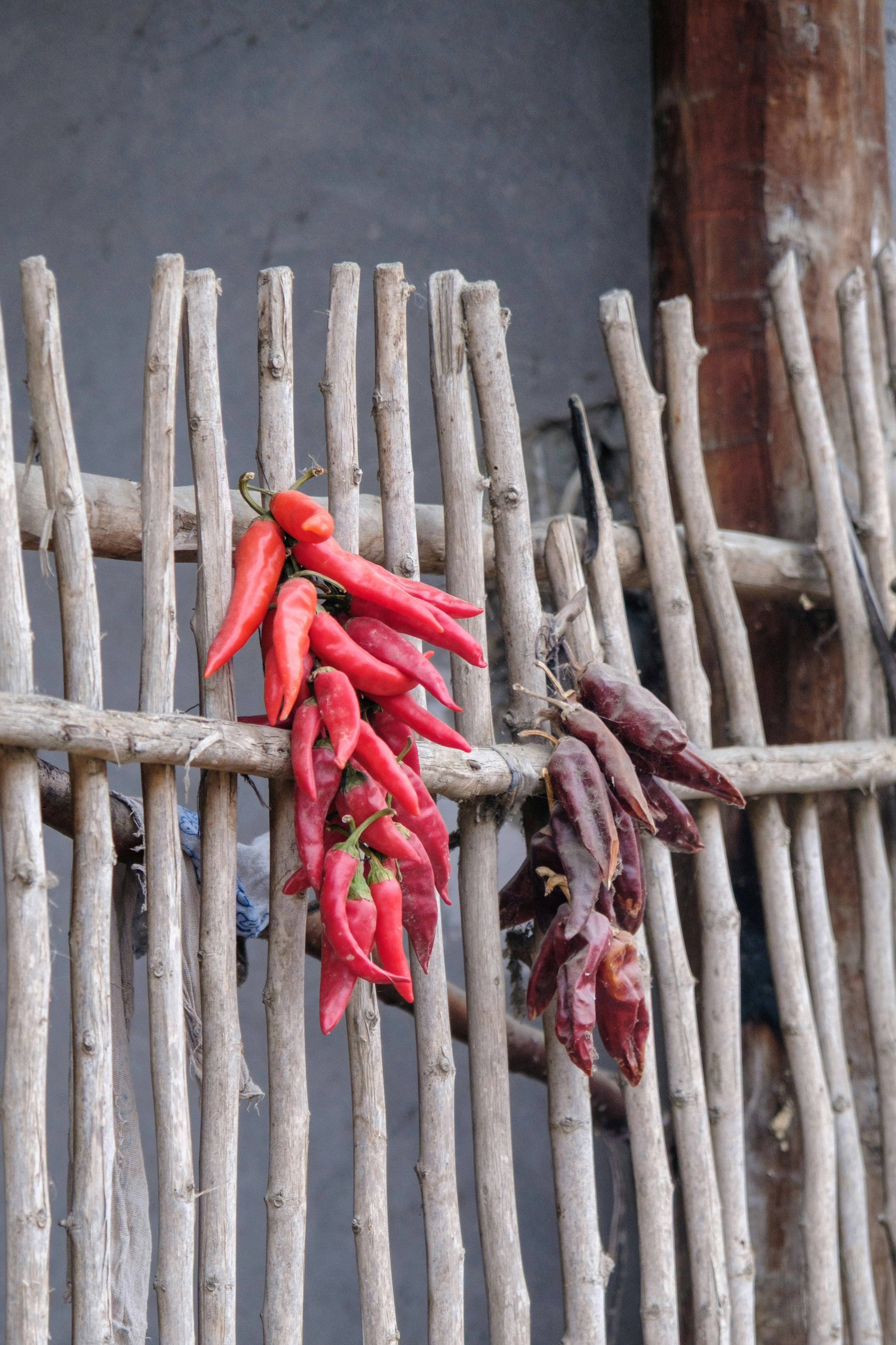Red Chili Bunch Dangling Over a Weathered Fence