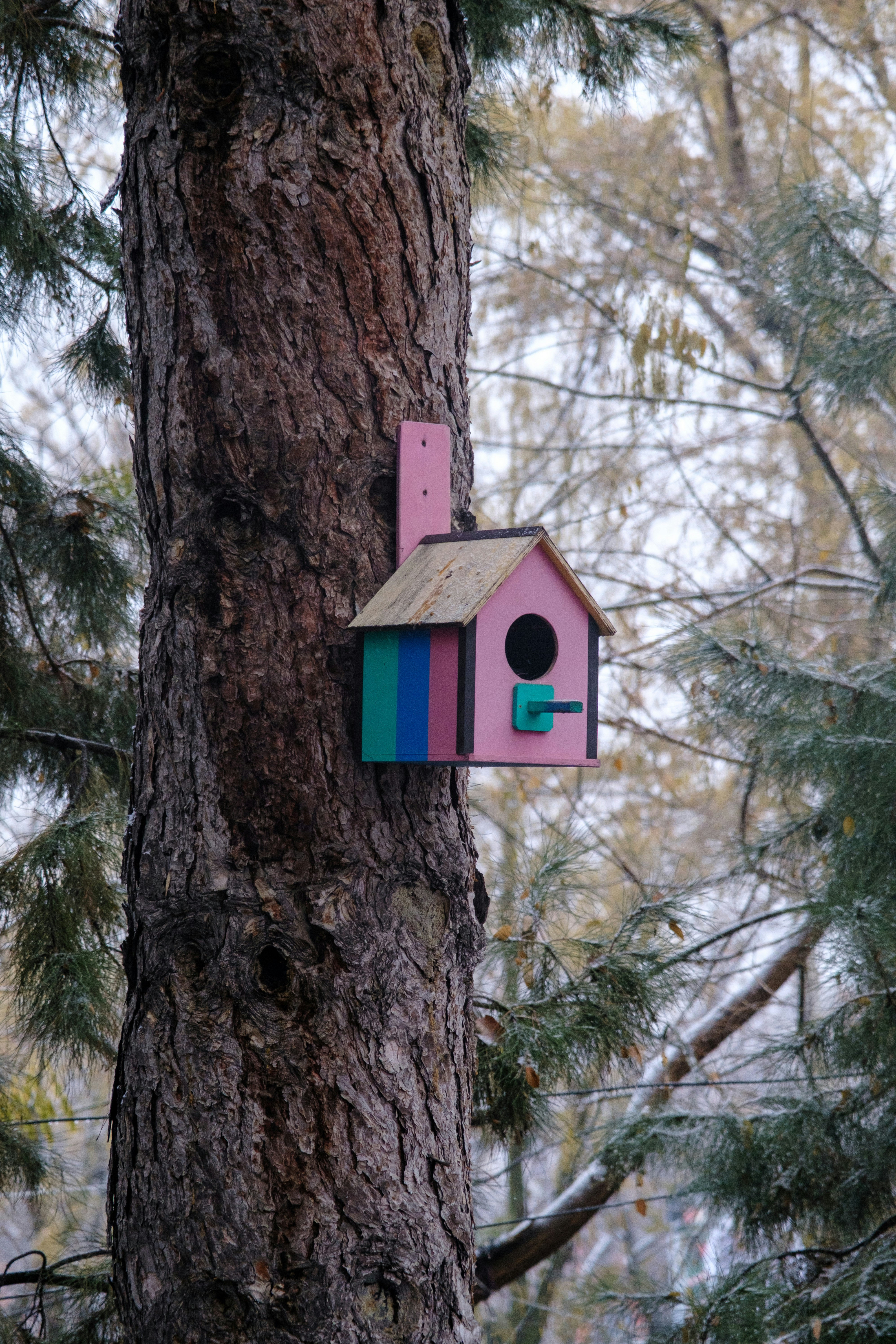 Colorful Birdhouse Clinging to a Mossy Tree Trunk