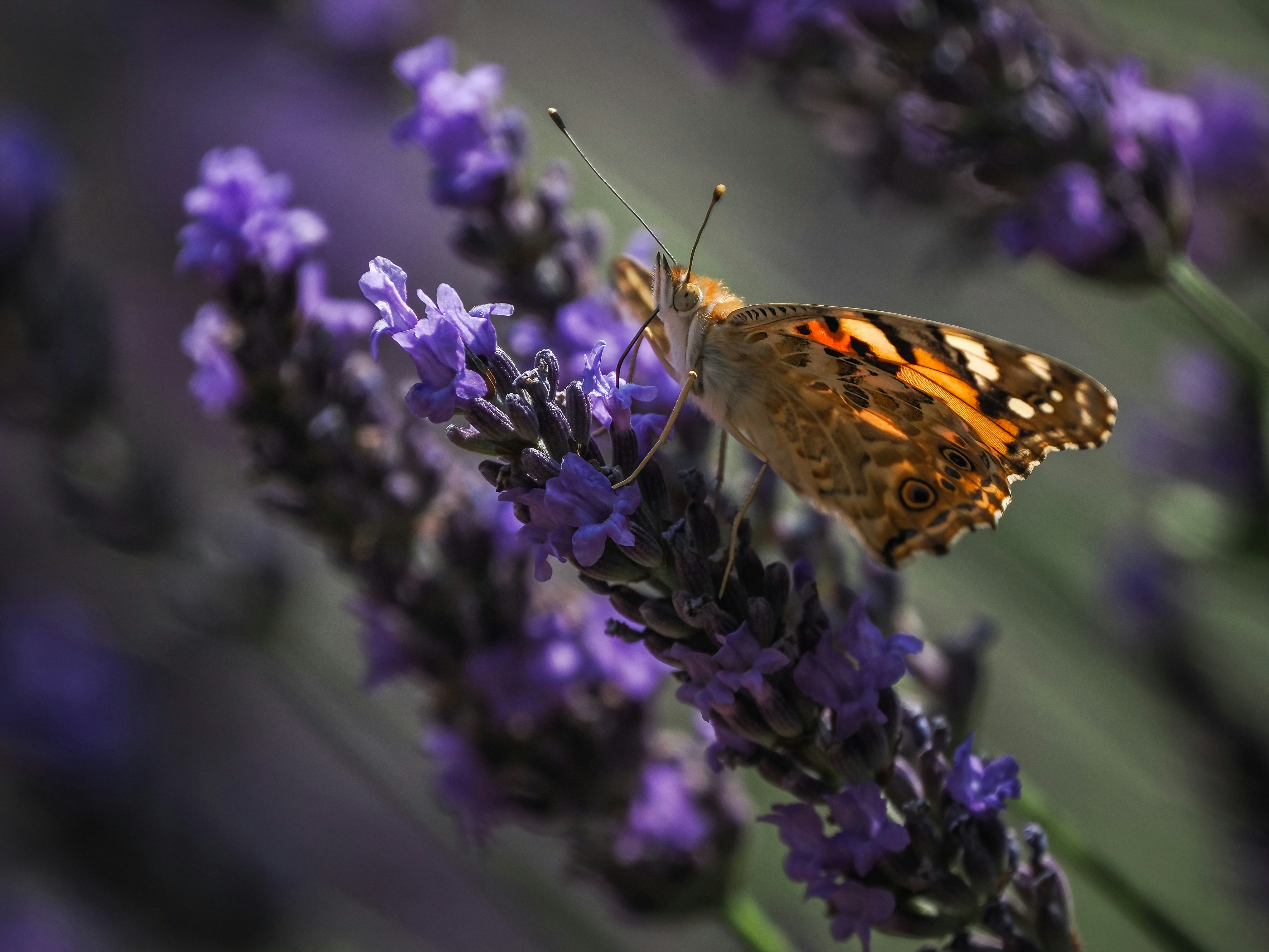 Bronze-Orange Butterfly Nestled on Violet Lavender