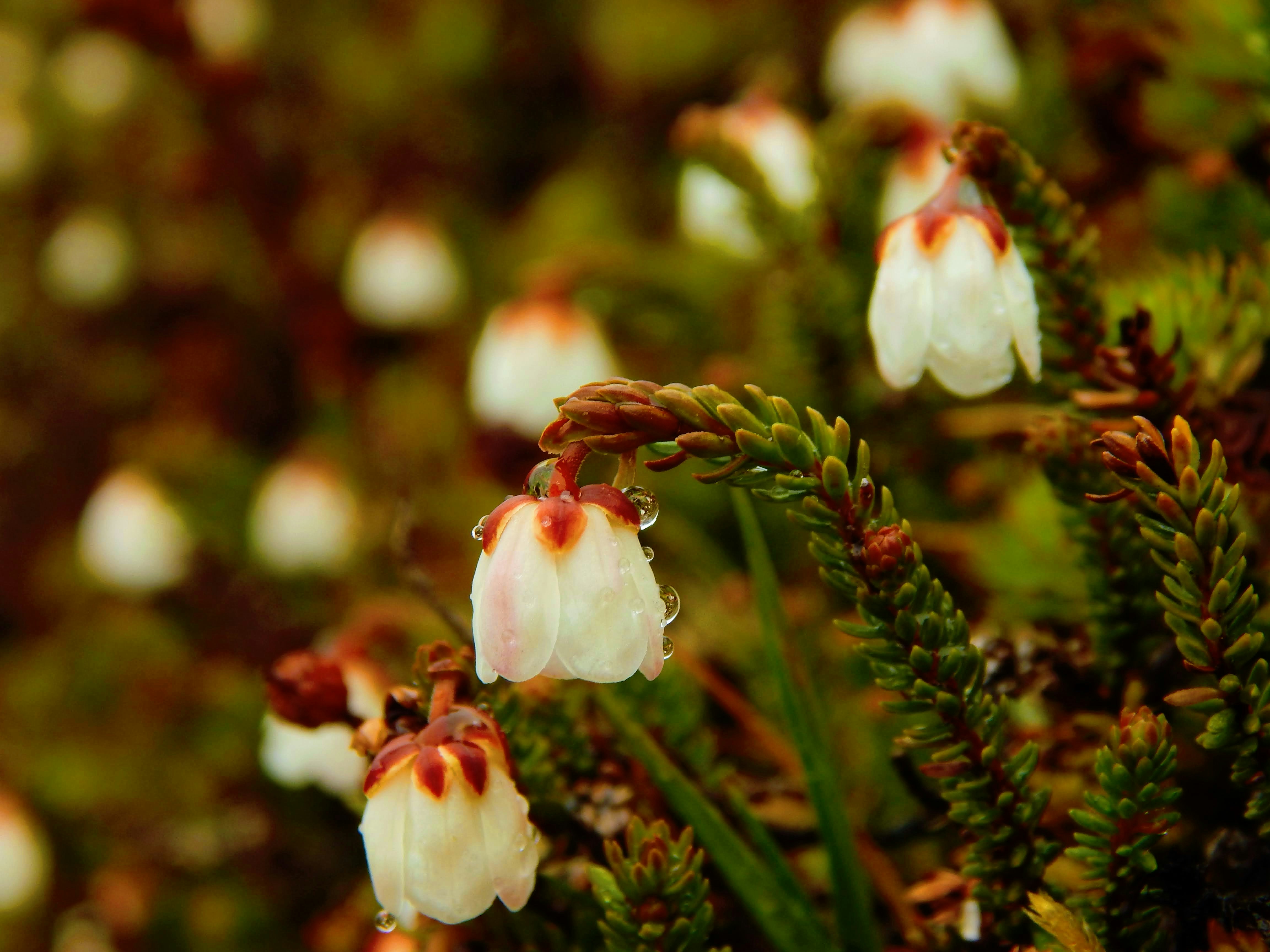Tiny pendant bells: a meadow of drooping white blossoms