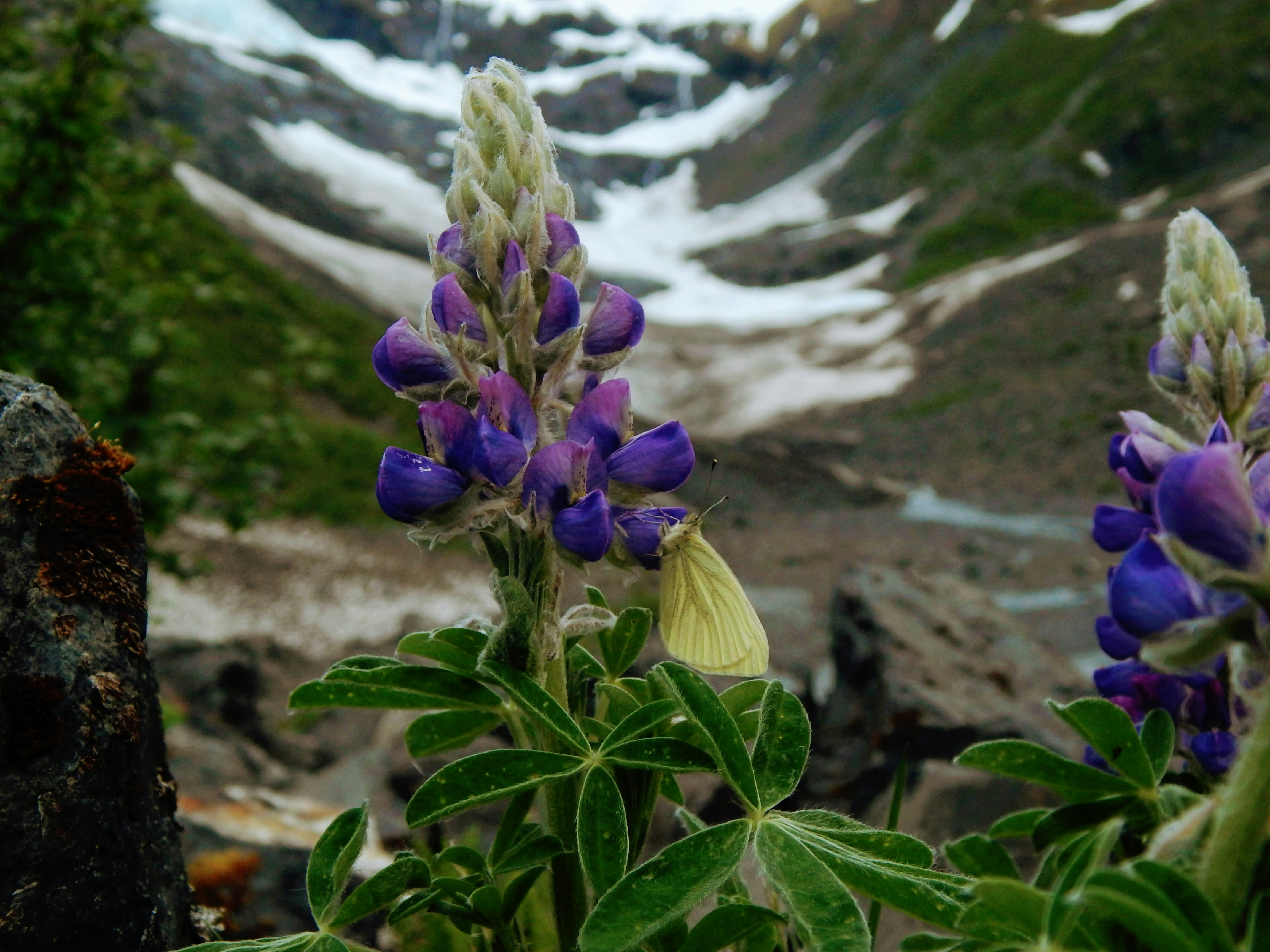 Alpine Lupine in Focus: Bright Purple Peaks Against Snowy Scars