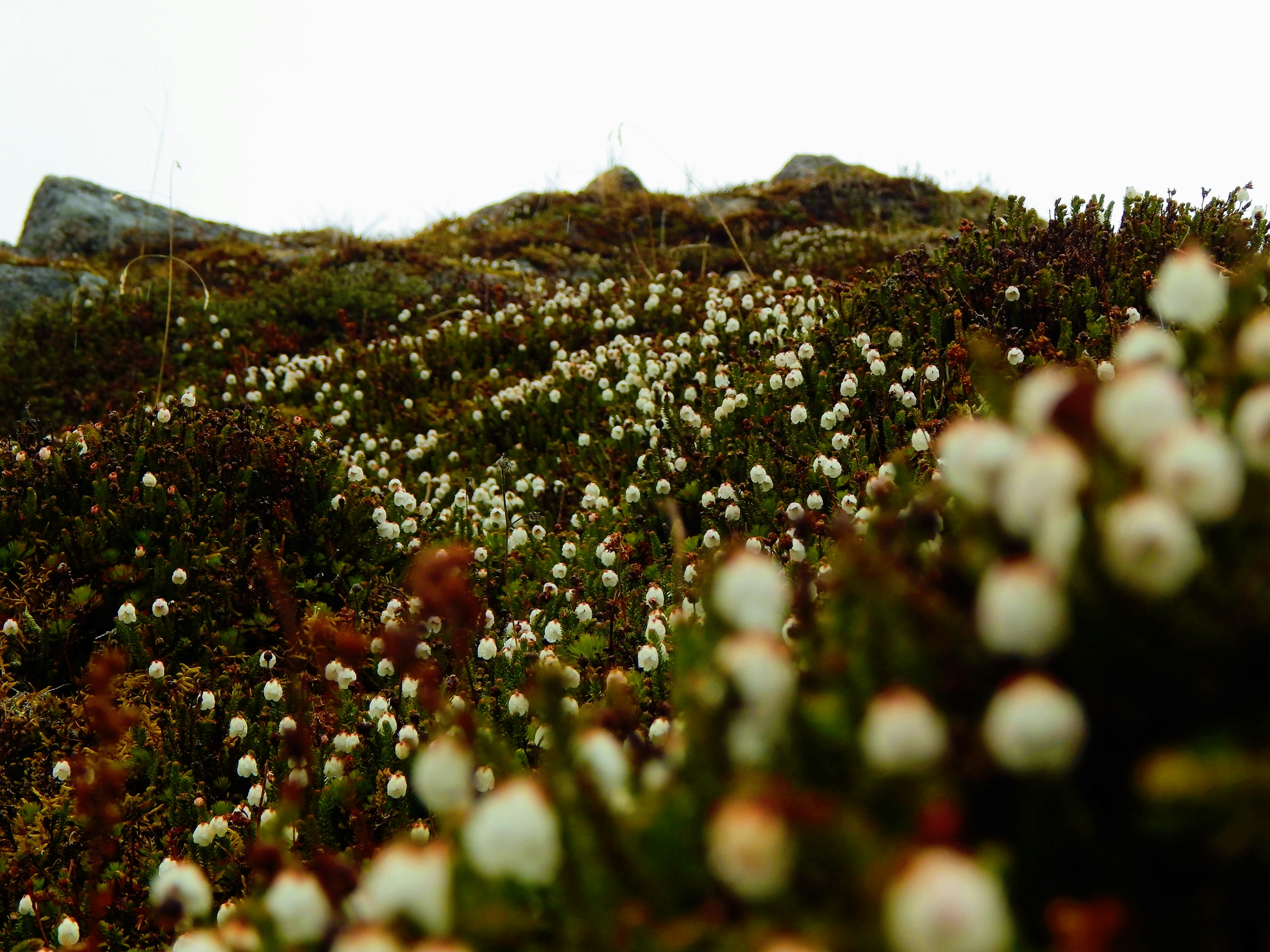 Snow-dusted heather field in bloom along a rugged hillside