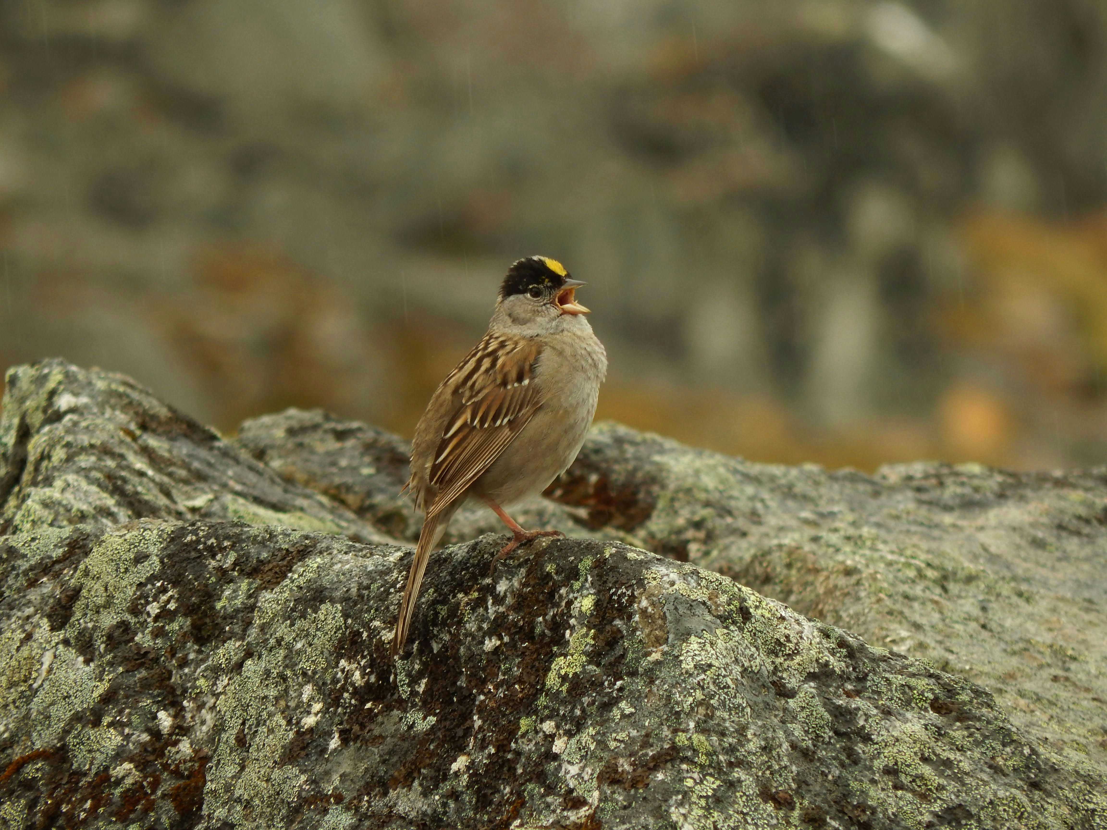 Crack of Dawn on the Tumbled Ledge: A Sparrow in Focus