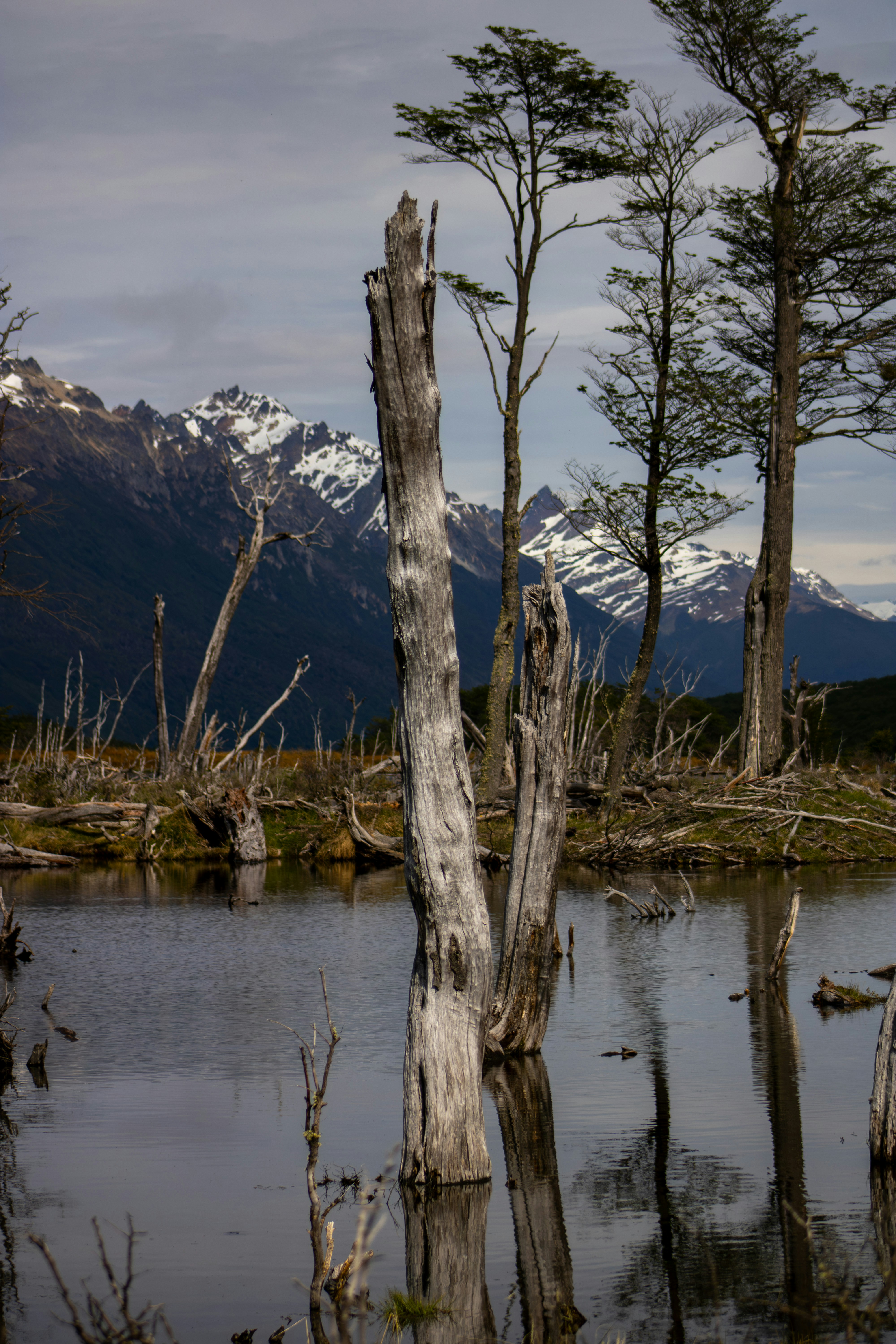 Timber Remnants Amid Misty Peaks at Dusk
