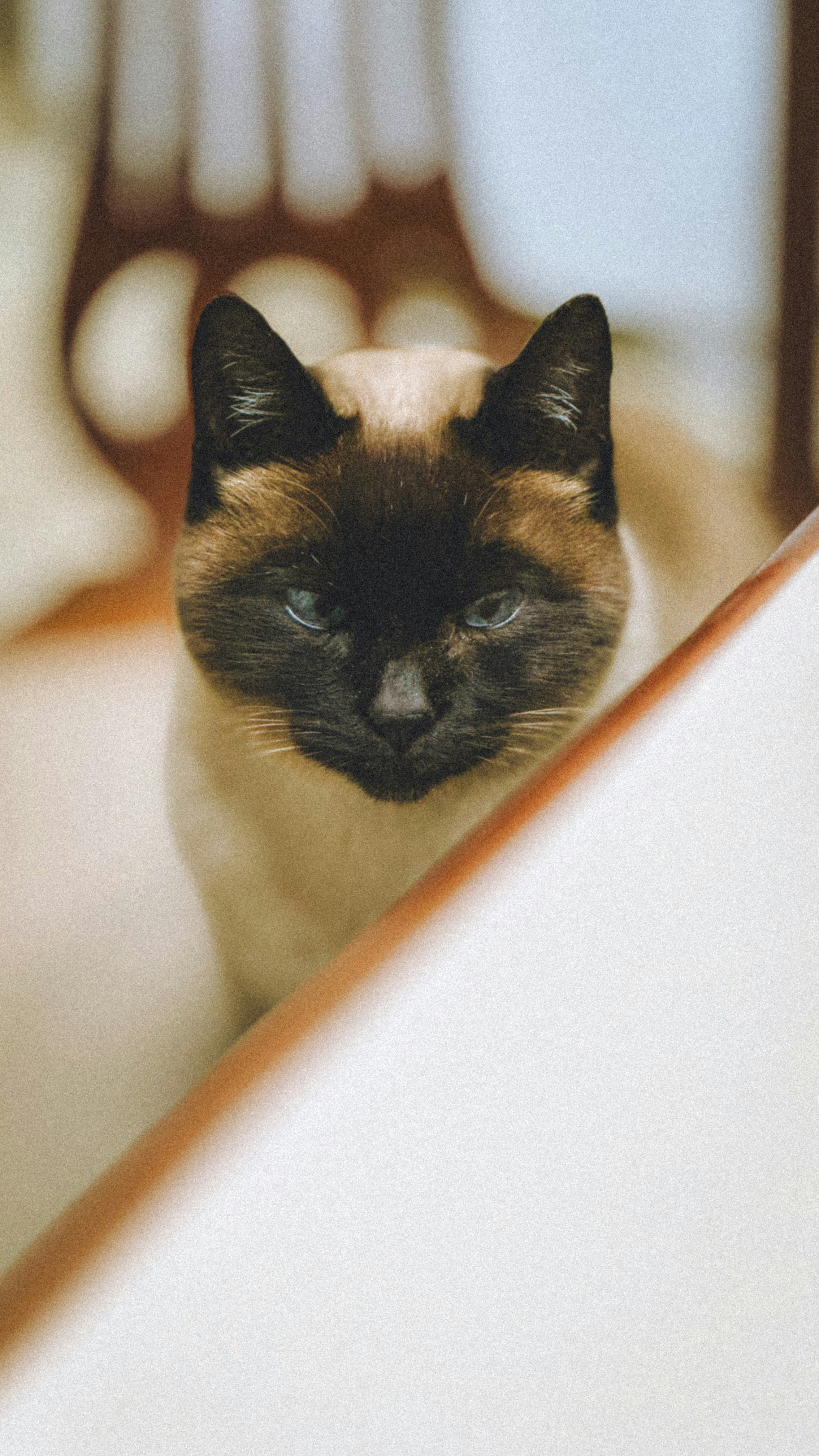 Cat Emerging from the Stairwell: A Quiet Stare
