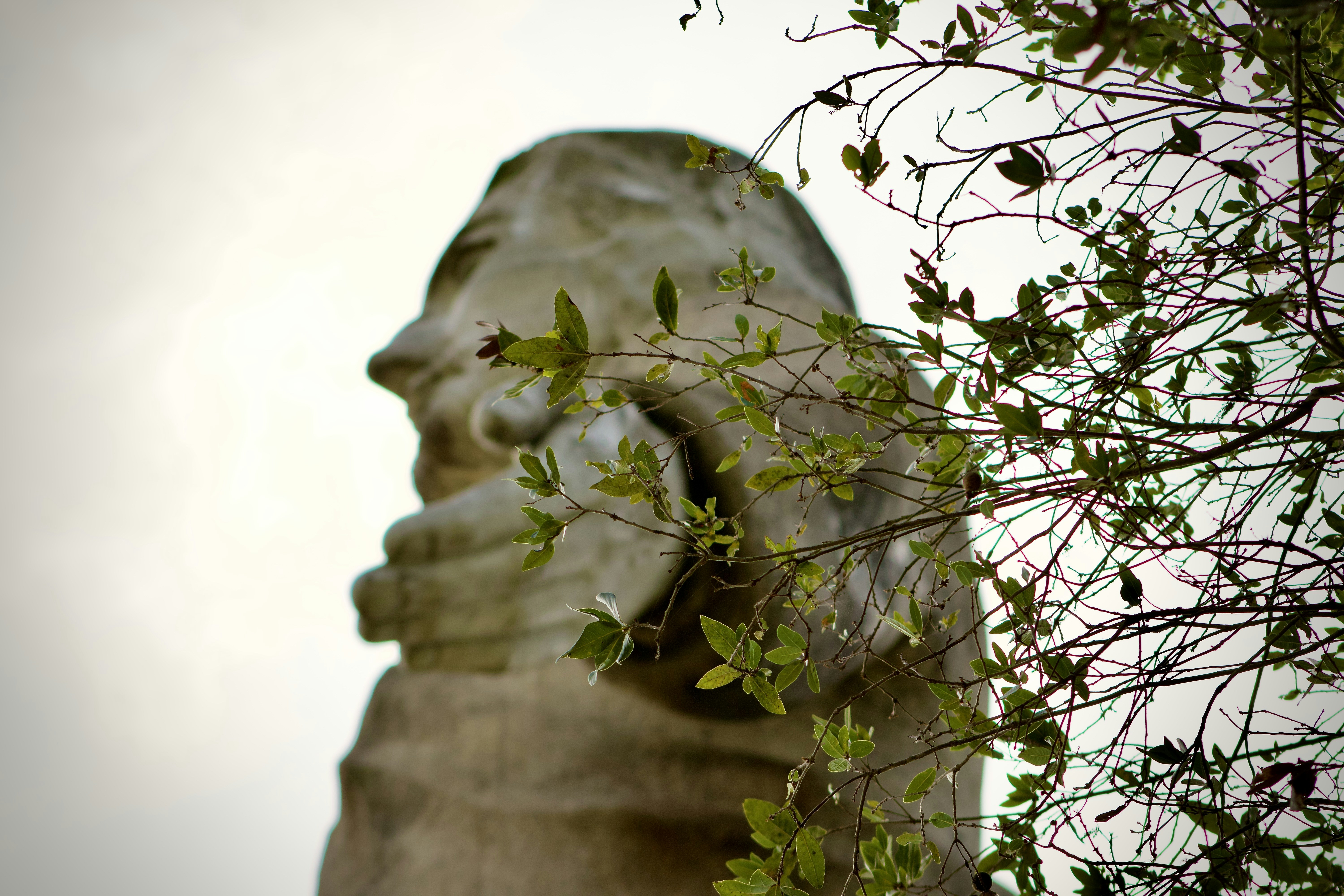 Stone statue partially veiled by delicate green vines, captured with soft backlight and a shallow depth that emphasizes the lidless gaze through the foliage.