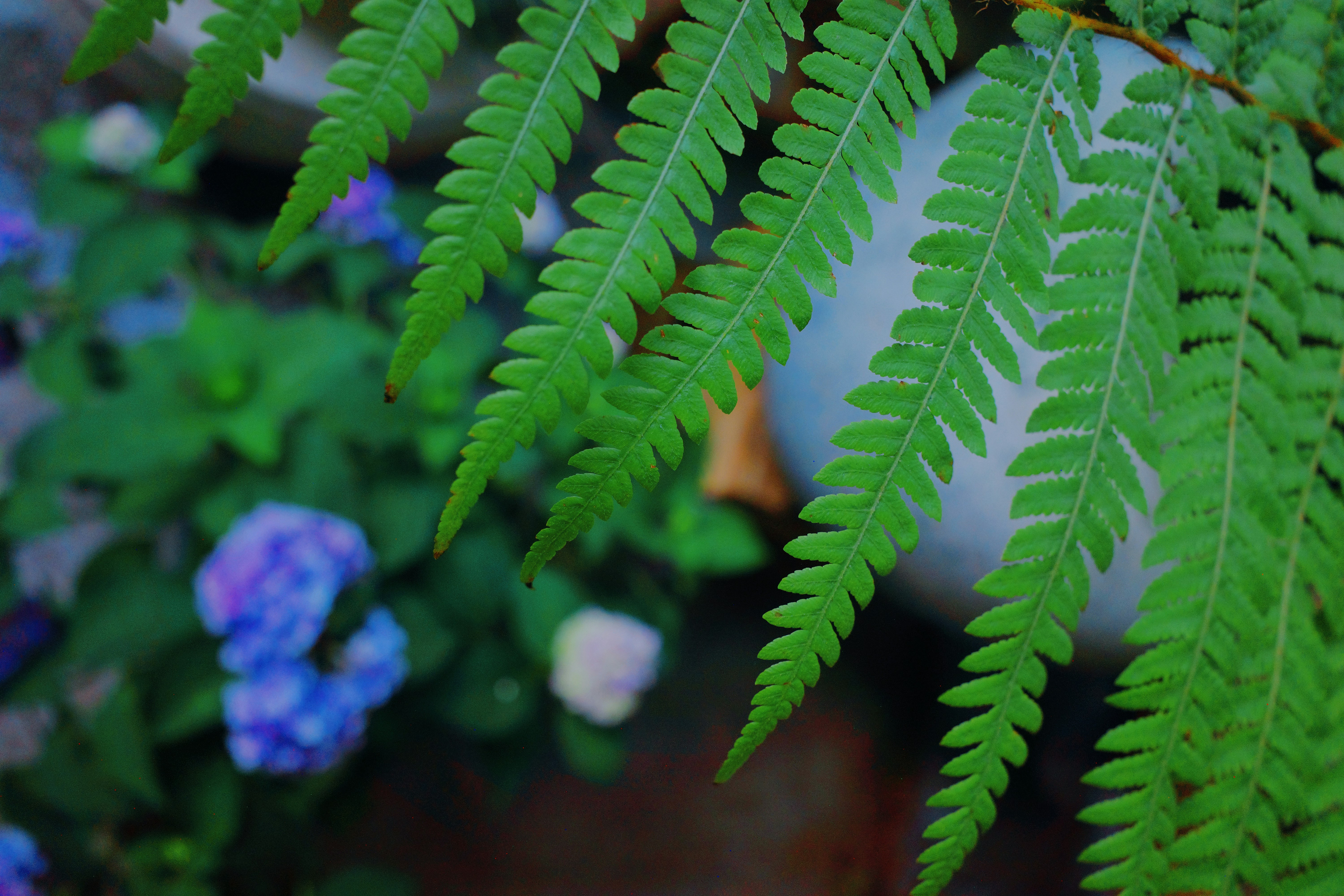 Green Fronds Over a Subtle Floral Backdrop