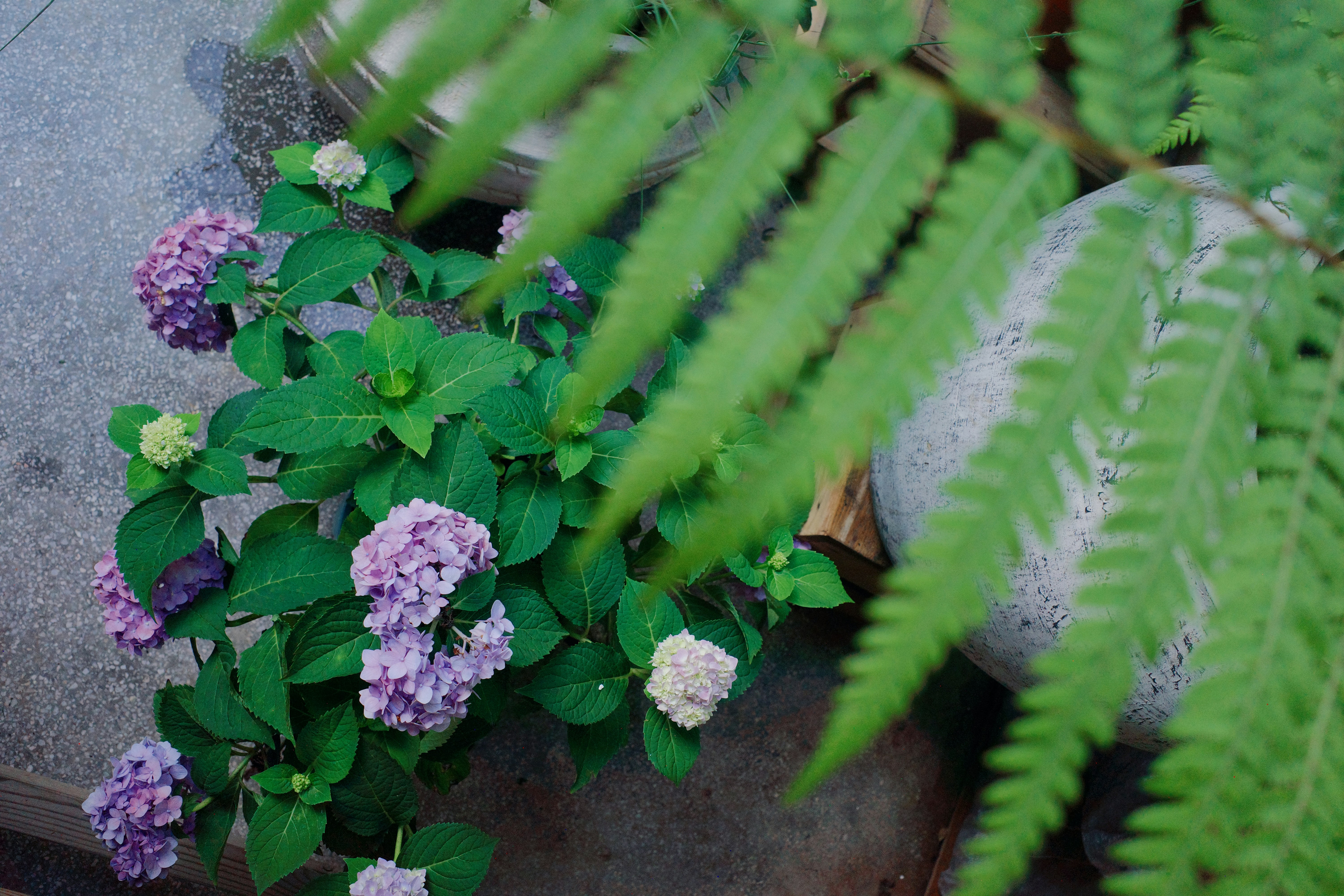 Purple Hydrangeas Under Fronds: A Quiet Balcony Garden Moment