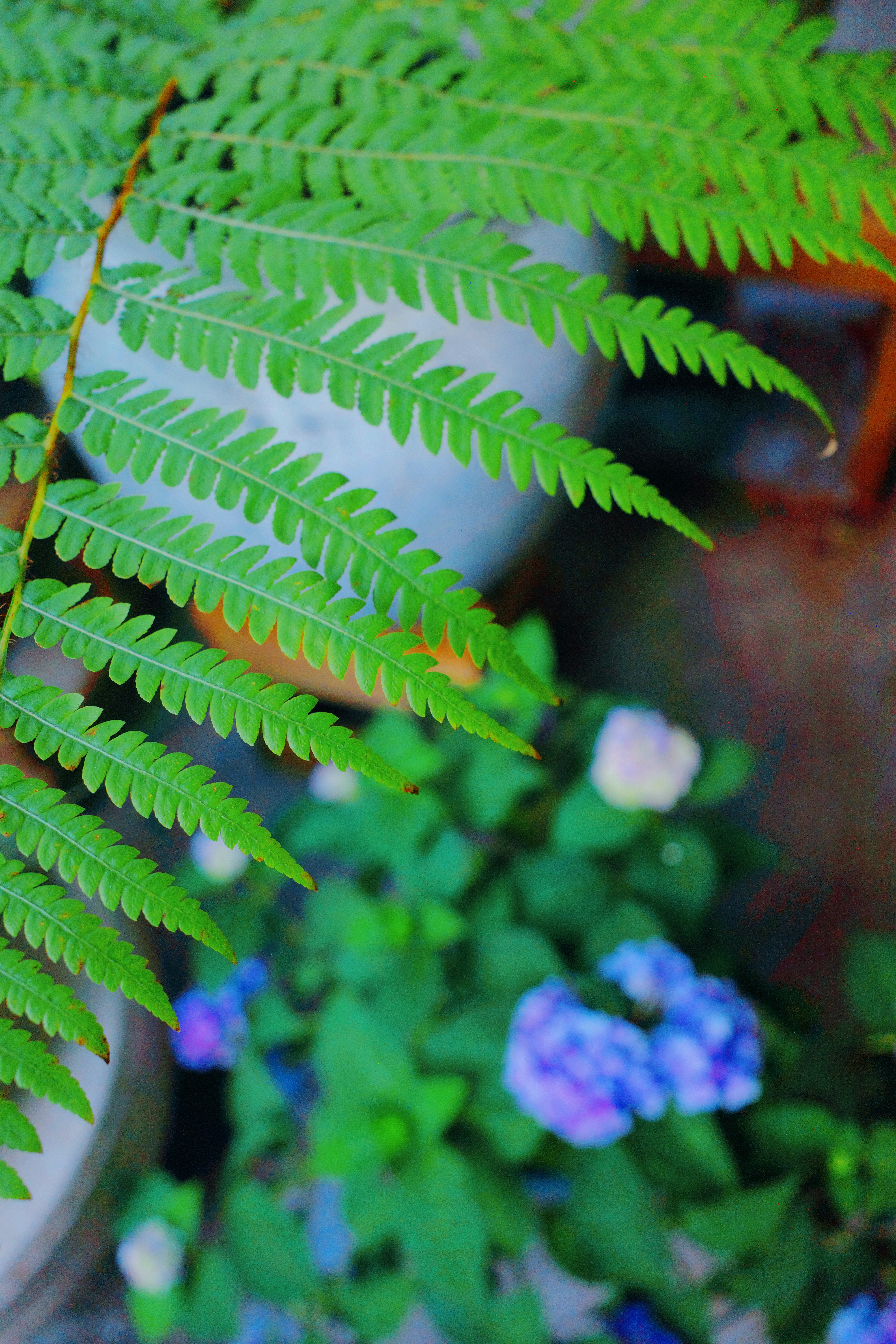 Verdant Fern Fronds in Focus Over a Quiet Patio Bed