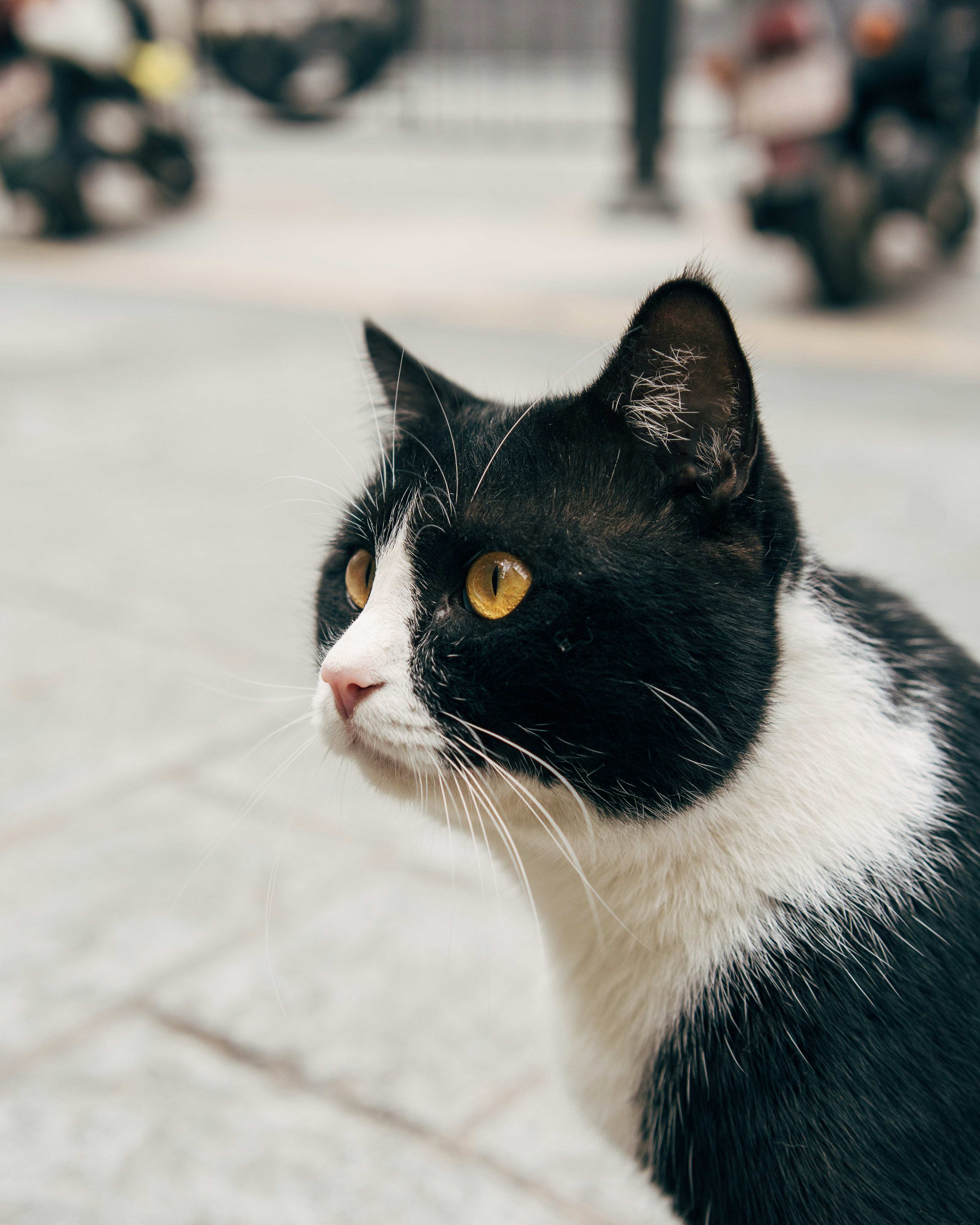 Portrait of a Black-and-White Cat under Urban Light