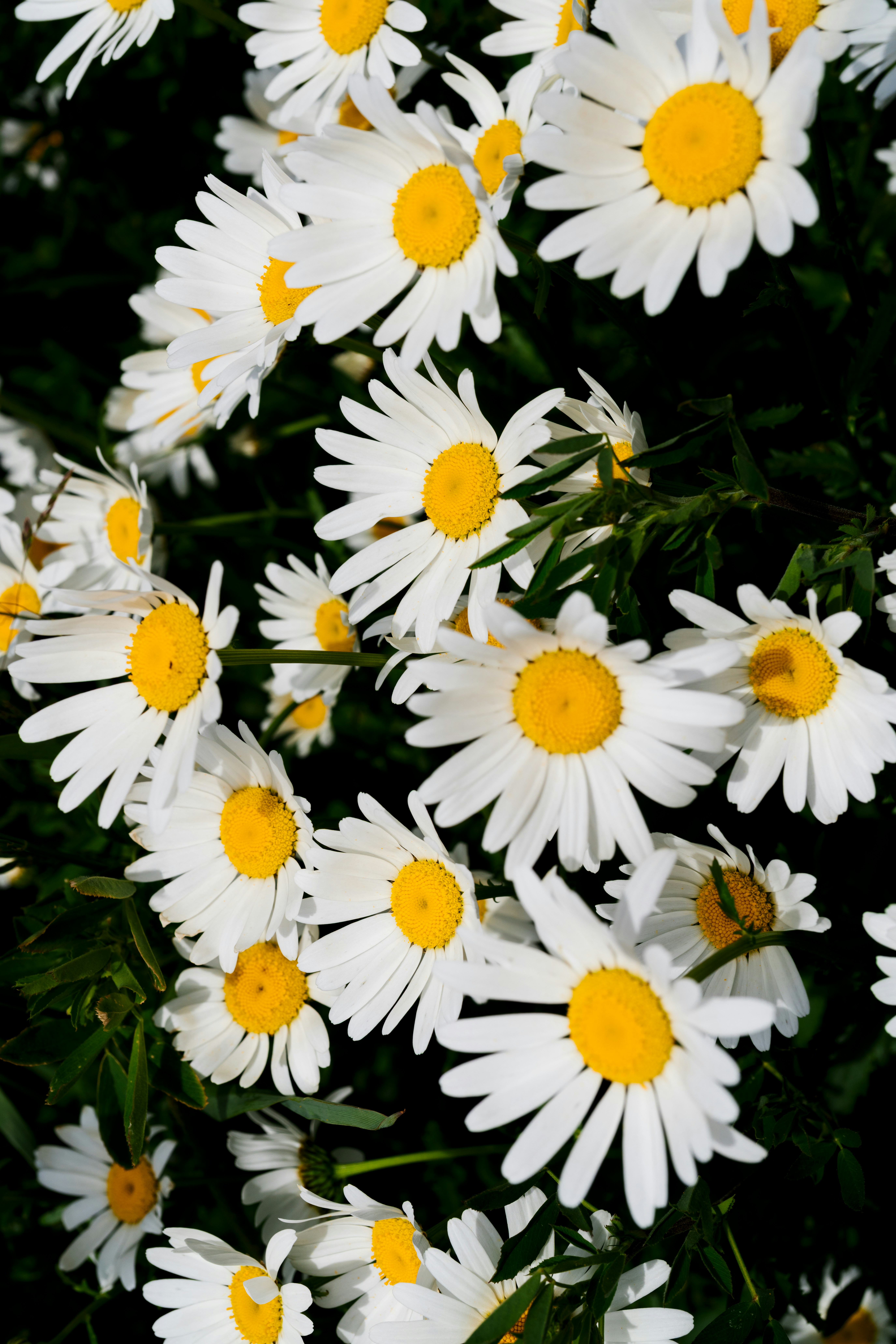 Field of White and Gold: Daisies Dancing in Daylight