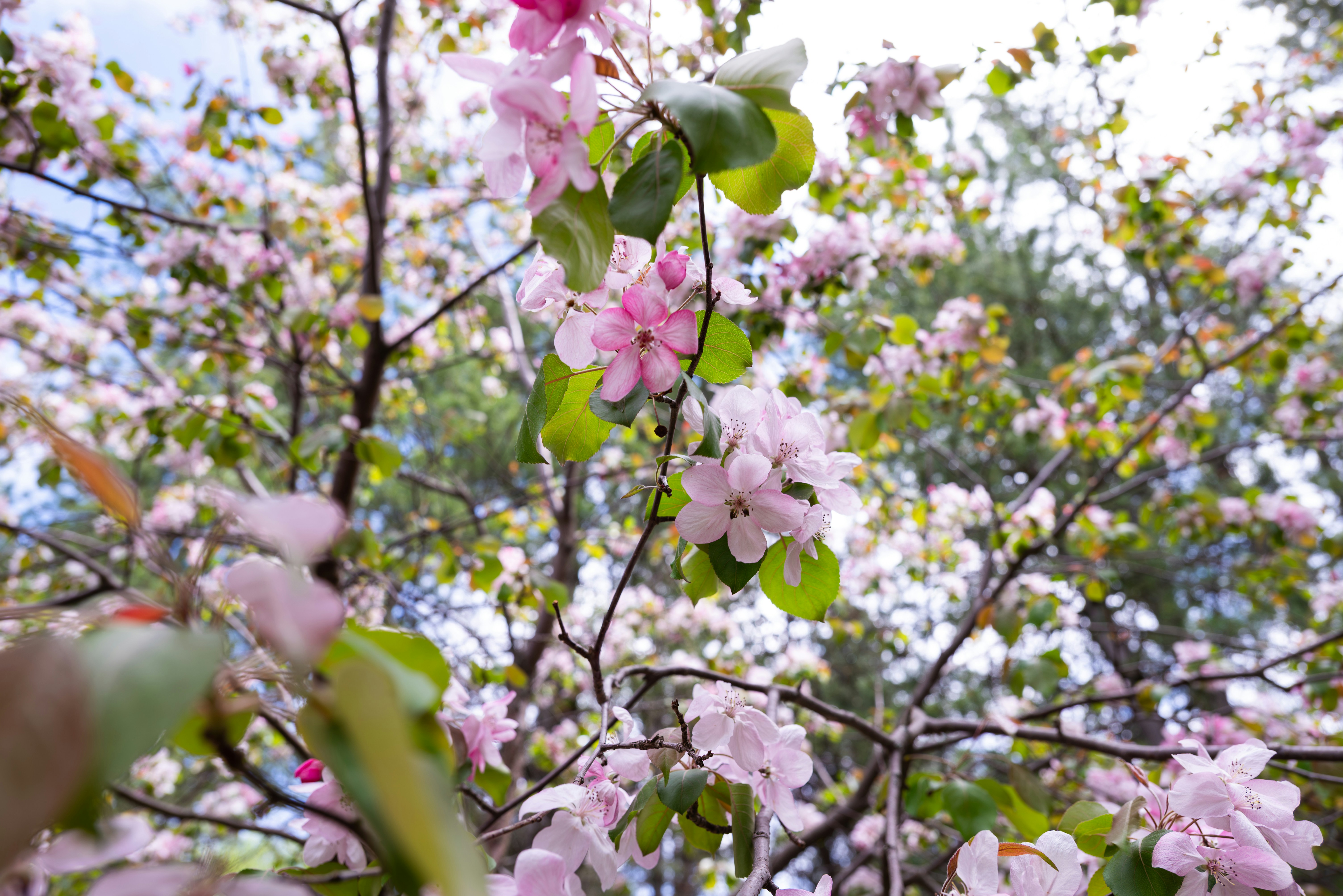 Pink Petal Cascade Beneath Spring Green