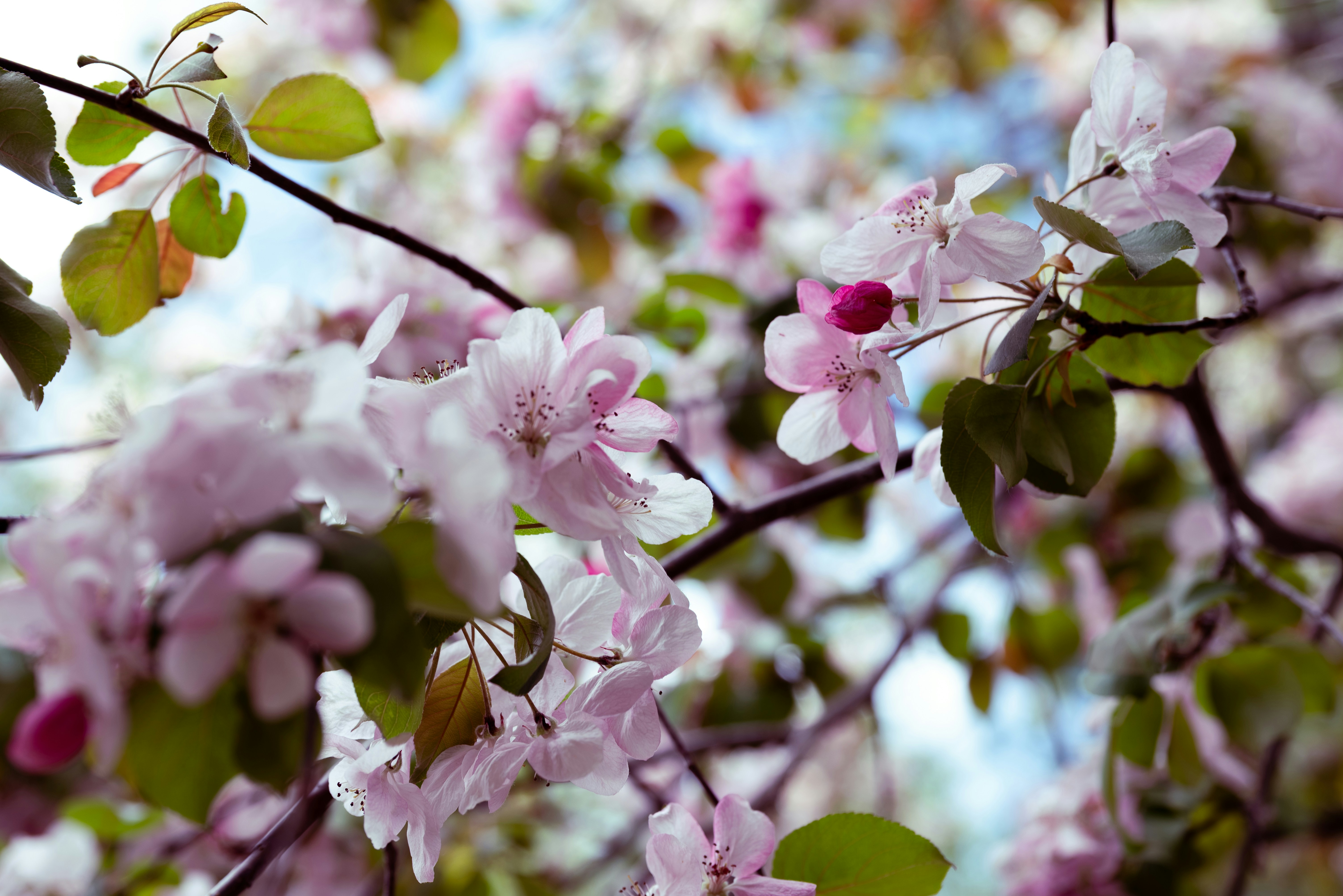Blossom Canvas: Soft Pink Bloom Amid Branches