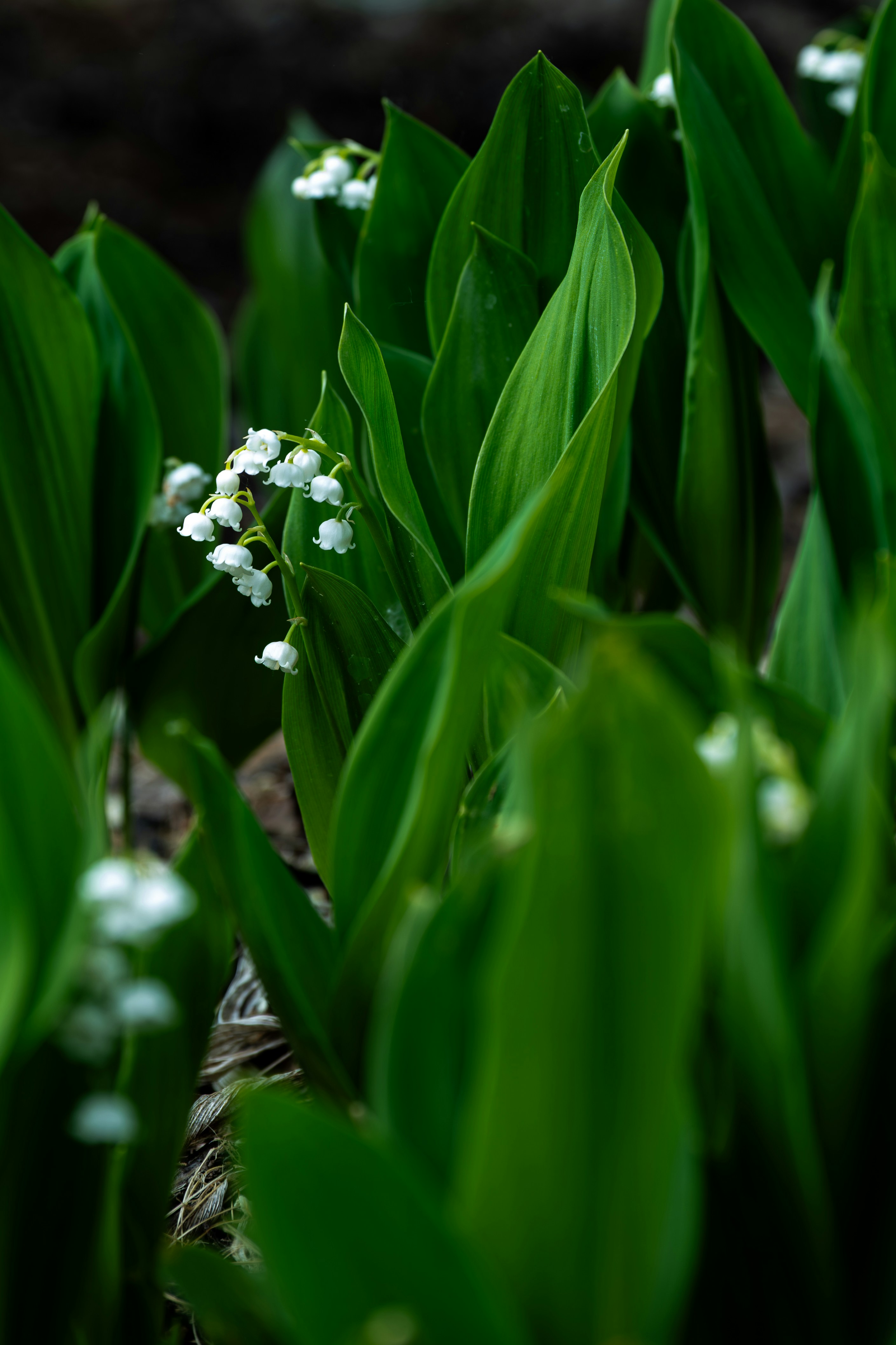 Whispering Lily of the Leaves: A Quiet Bed of Lily of the Valley