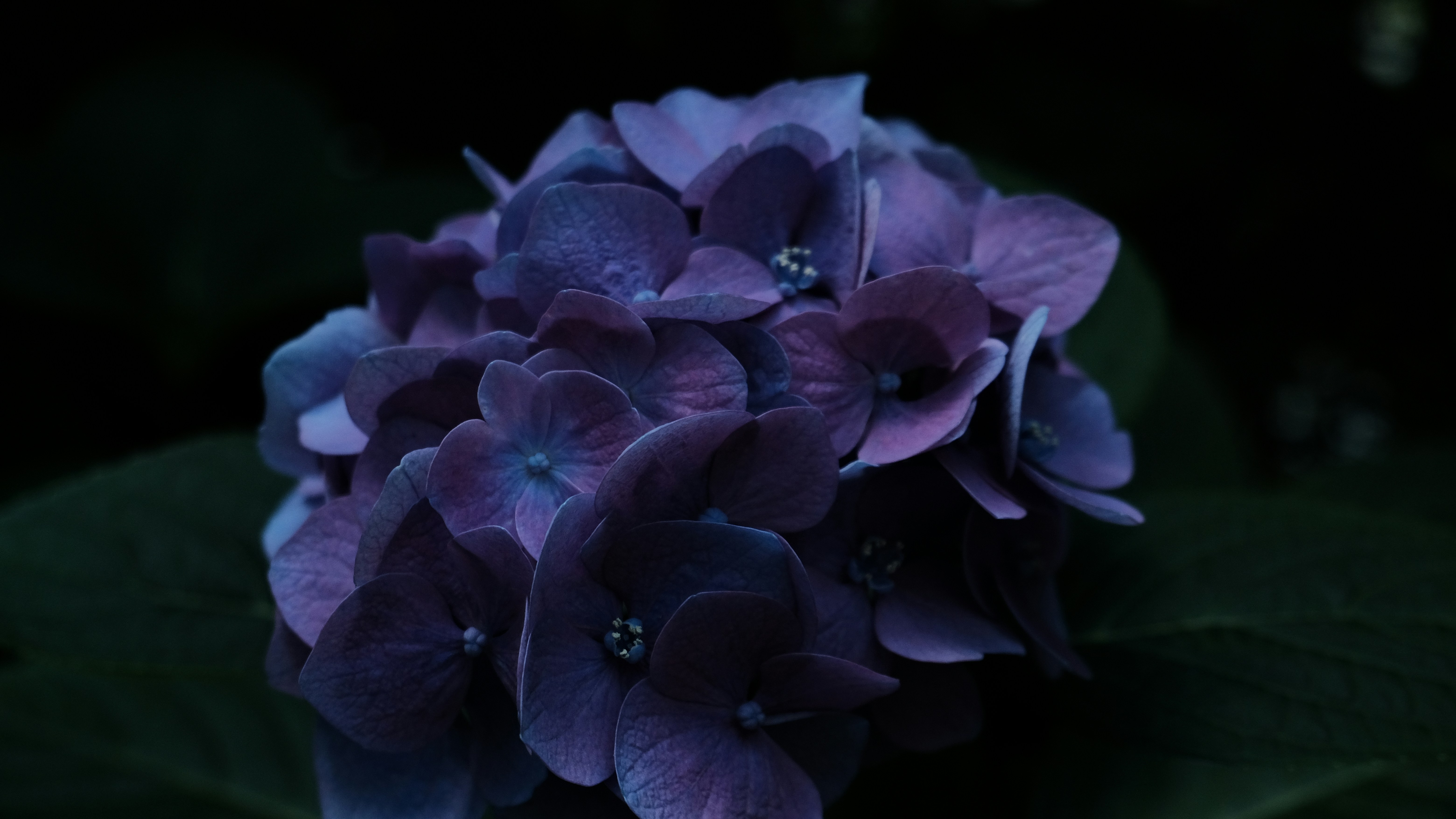 Midnight Bloom: A Serenade of Purple Hydrangea Petals