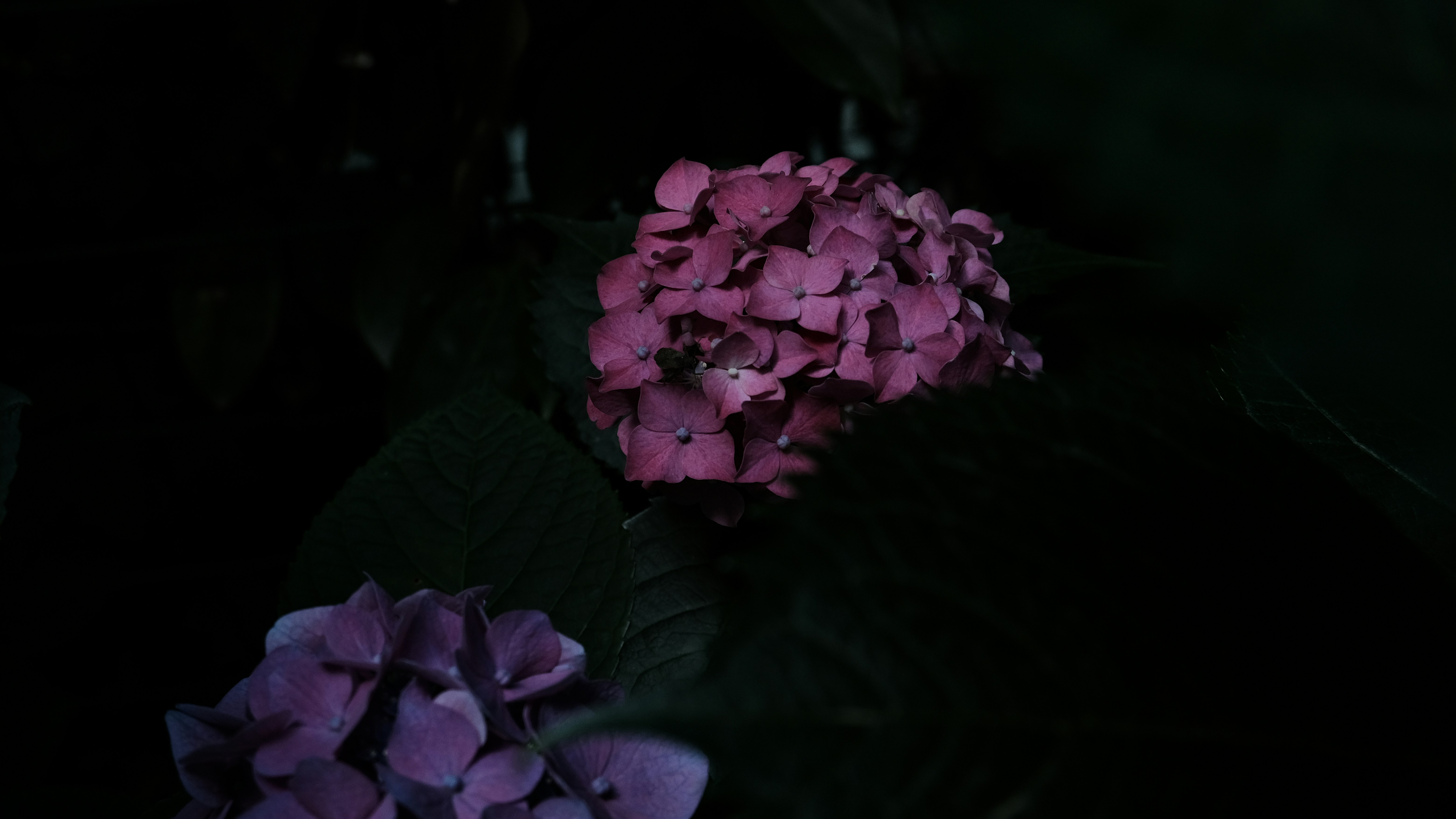 Dim Pink Hydrangea in Quiet Backlit Shadow