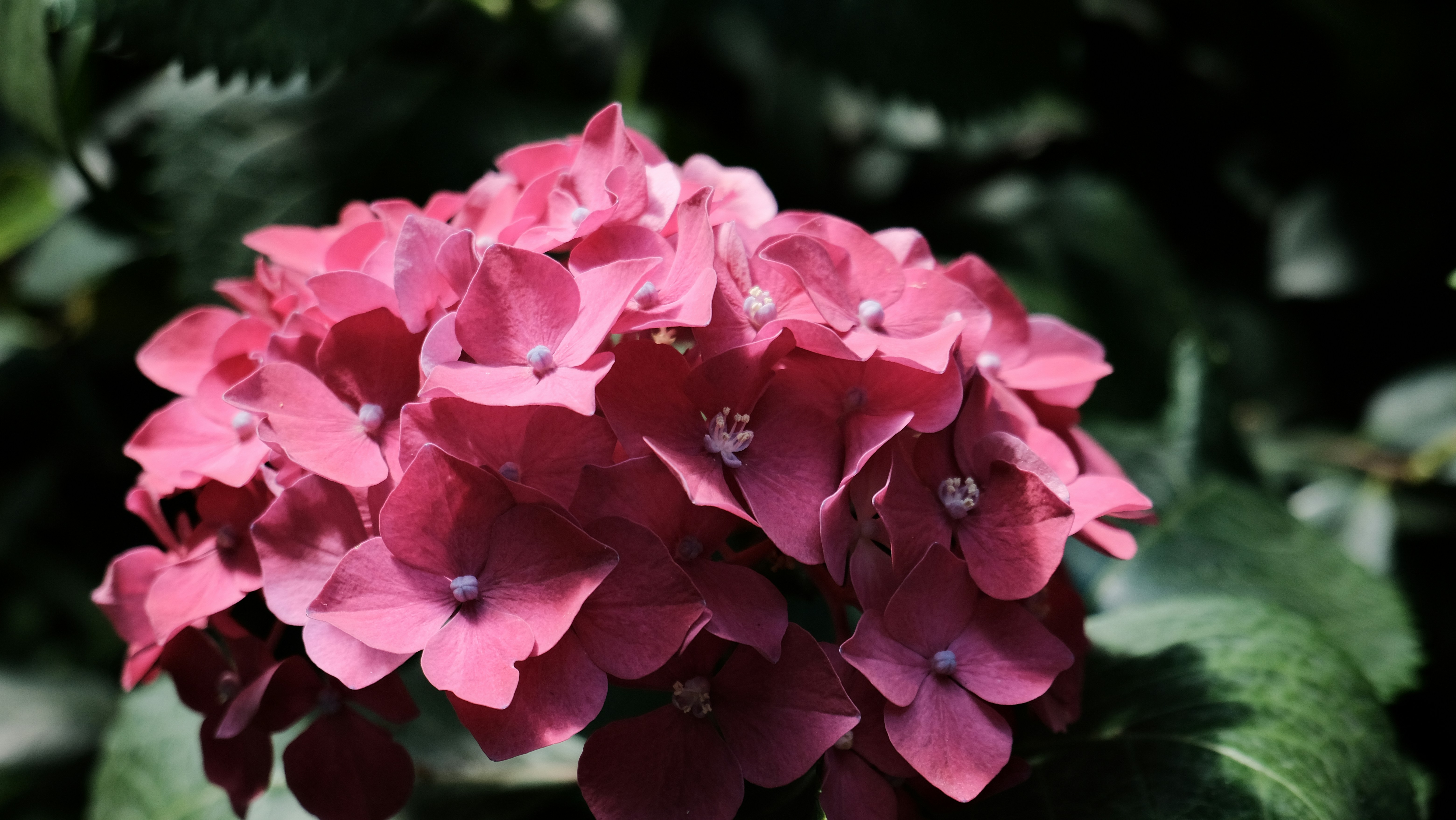 Hydrangea Cascade in Deep Green Light