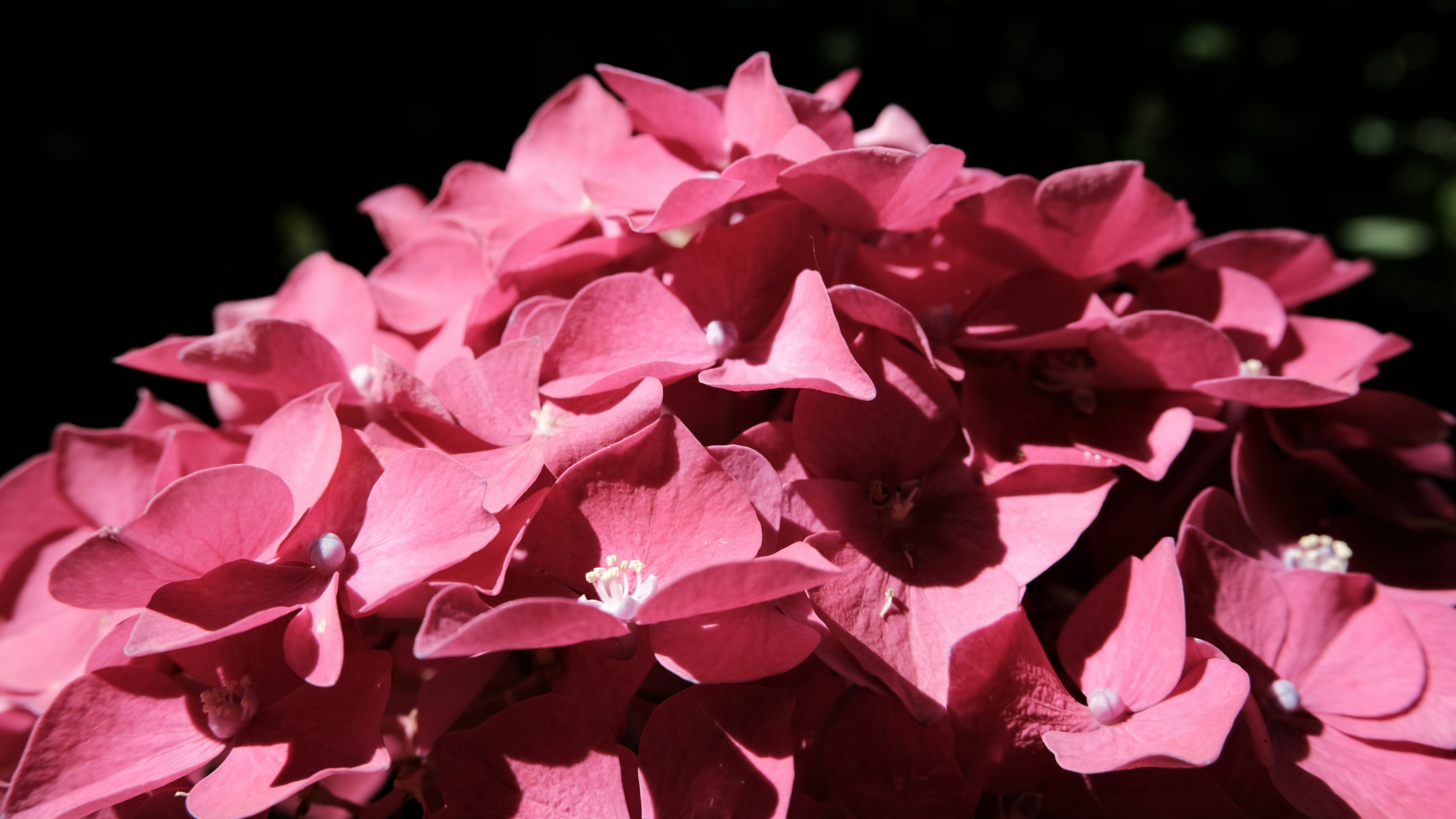 Hydrangea Bloom in Vivid Pink: Clustered Petals under Soft Spotlight