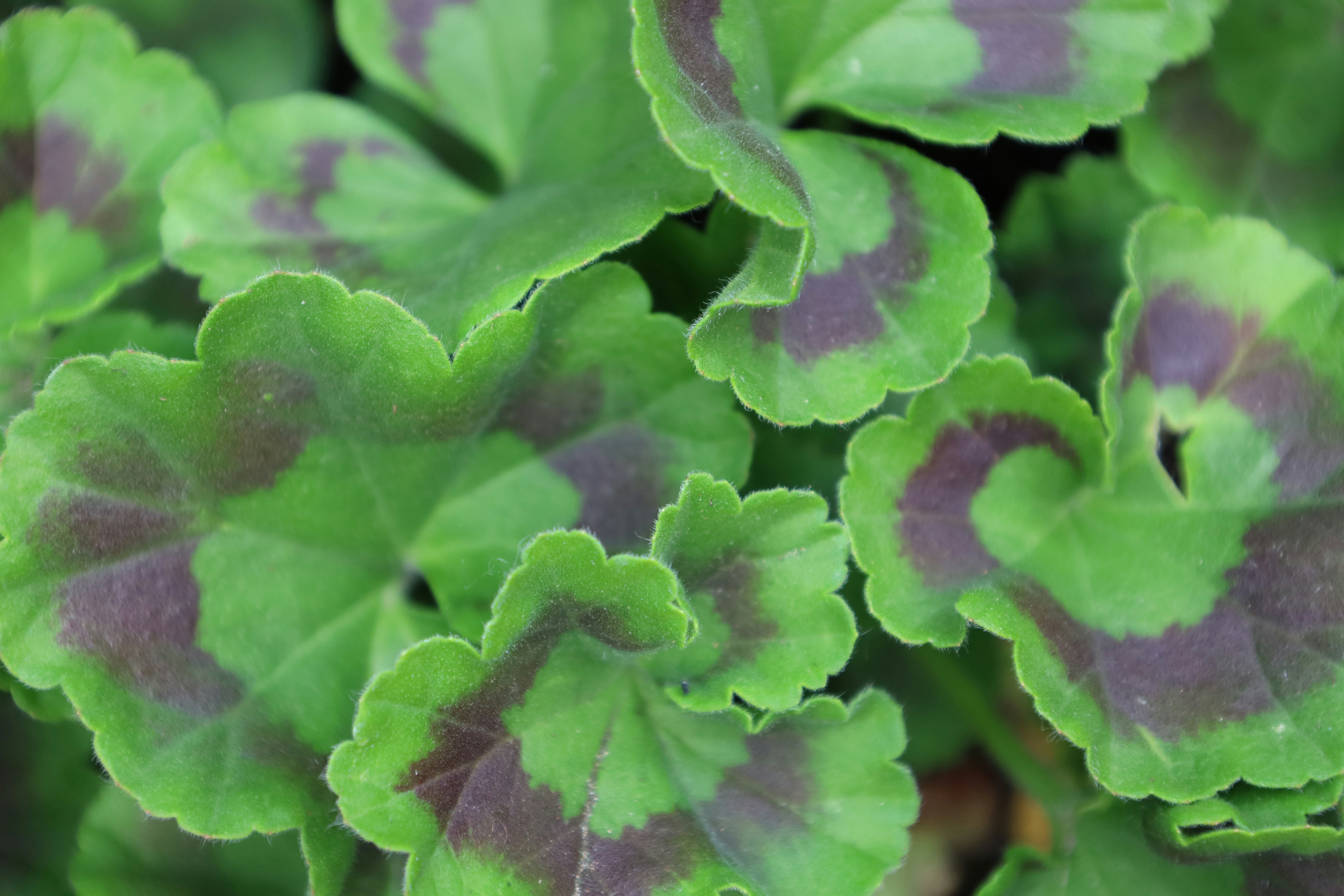 Emerald Edges: Close-Up of Variegated Leaves in Morning Light