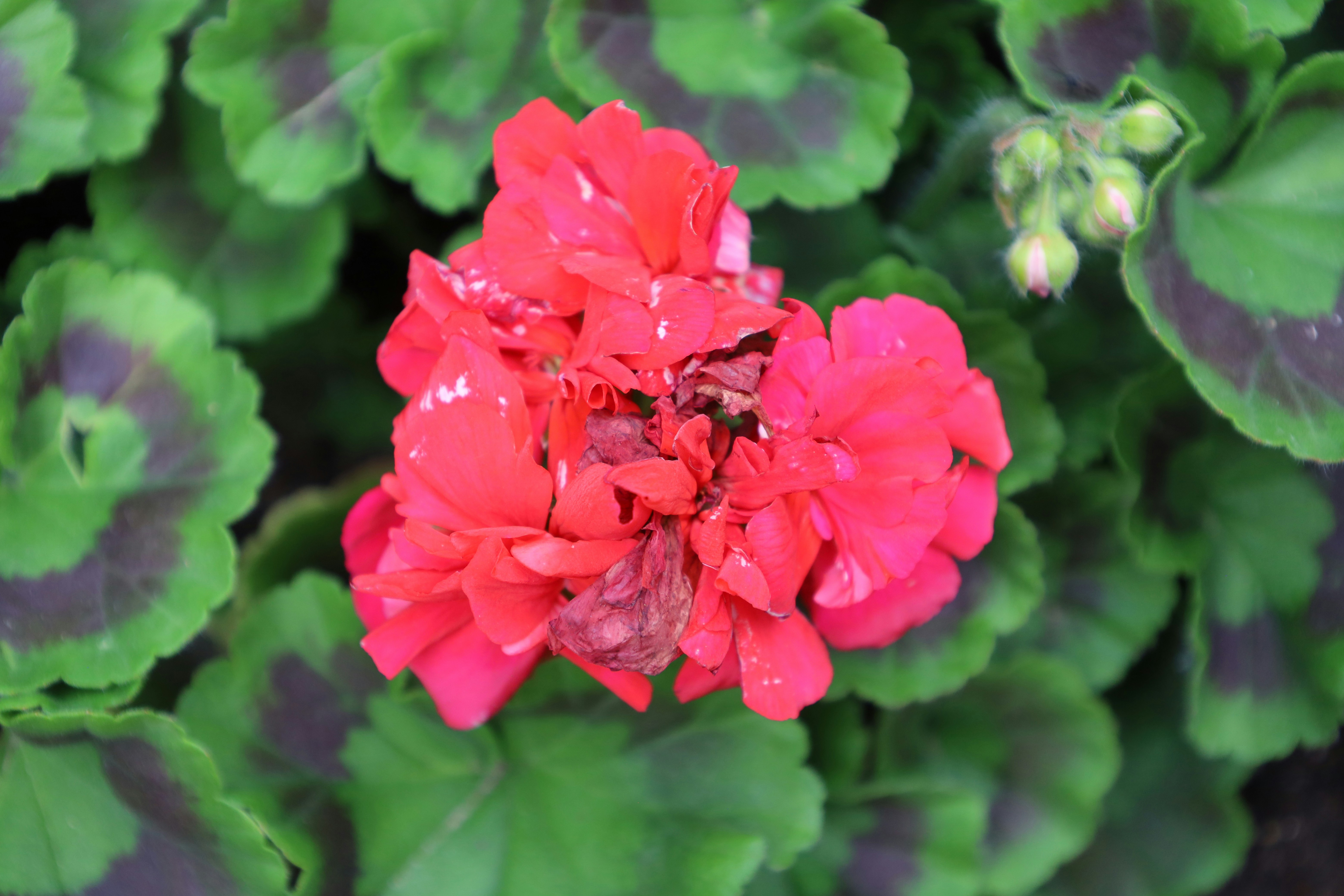 Red Hydrangea Bloom at Center Stage