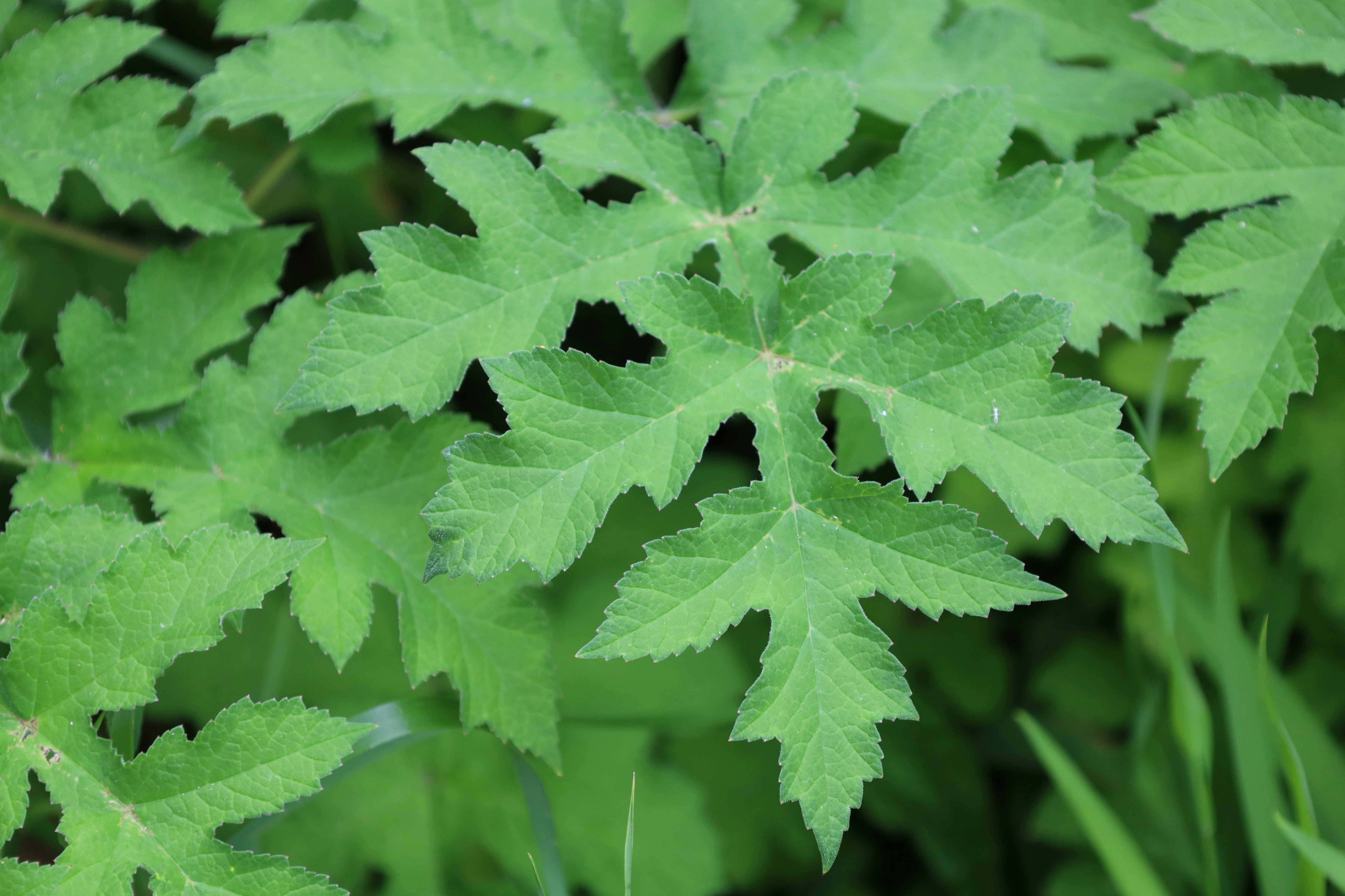 Vibrant Maple-Leaf Foliage in Soft Focus Green Bezel