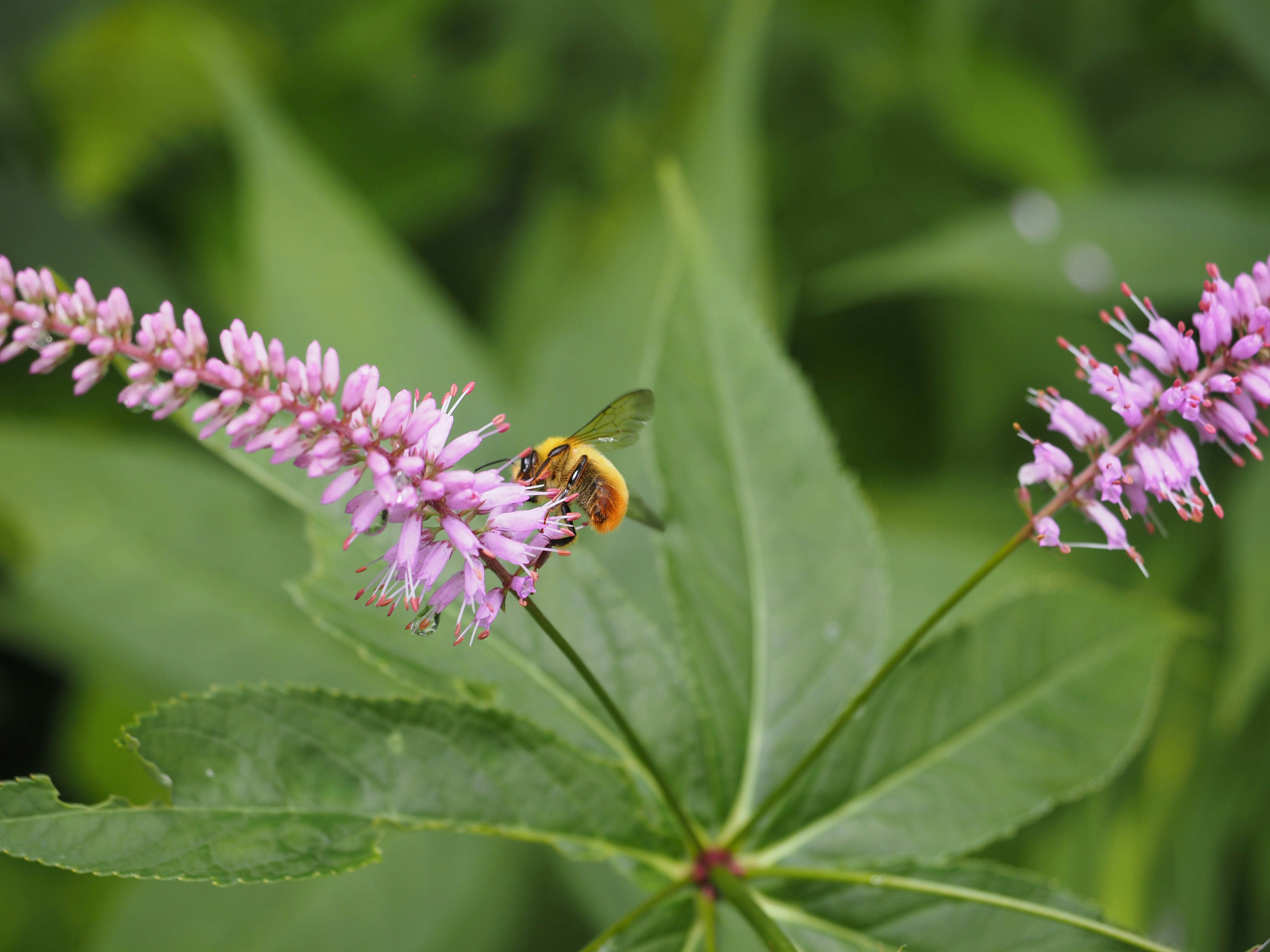 Close-up of a bee foraging on a pink flower spike amid green leaves, highlighting natural pollination in a garden setting.