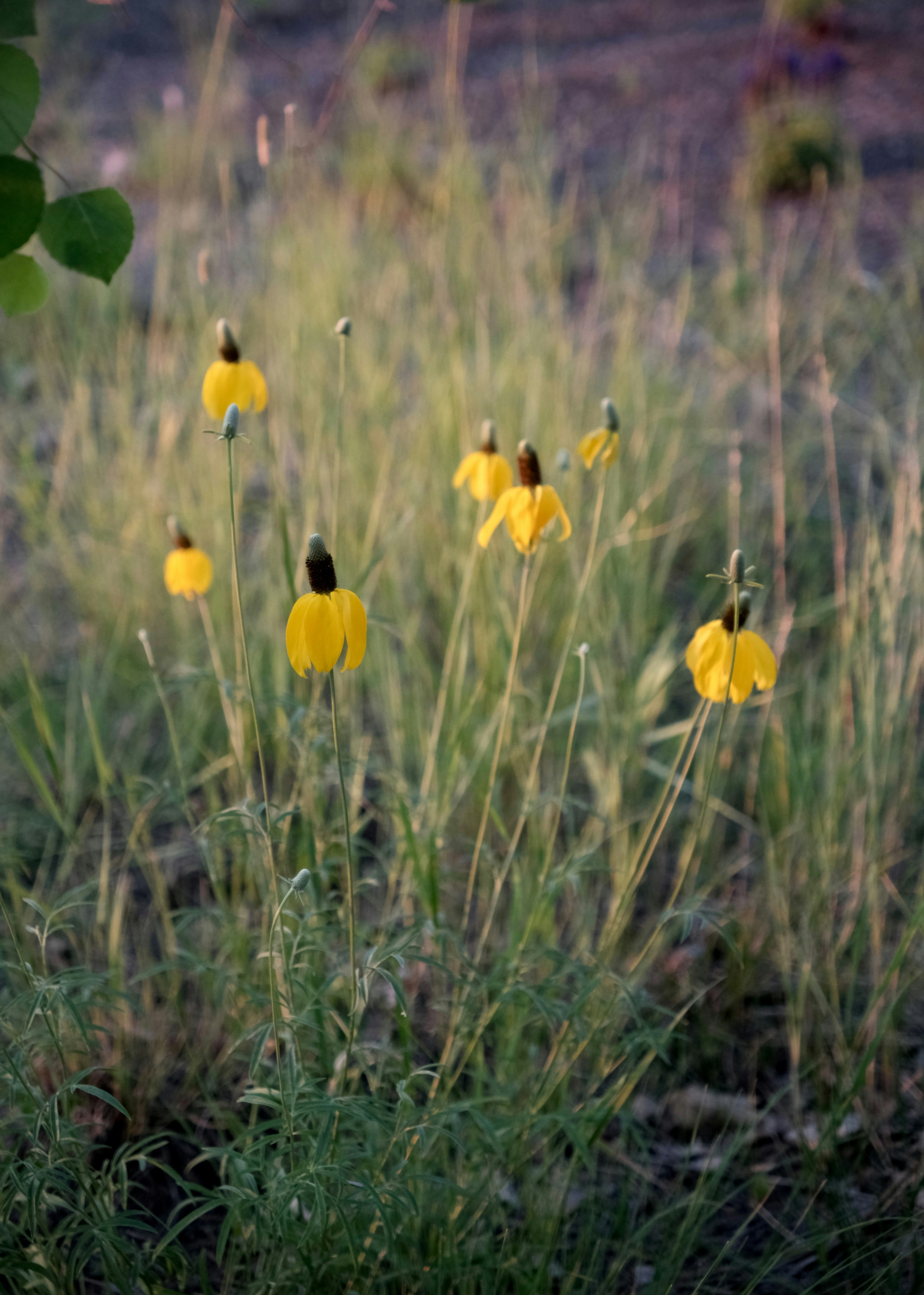 Sunlit Yellow Bellflowers in a Quiet Field