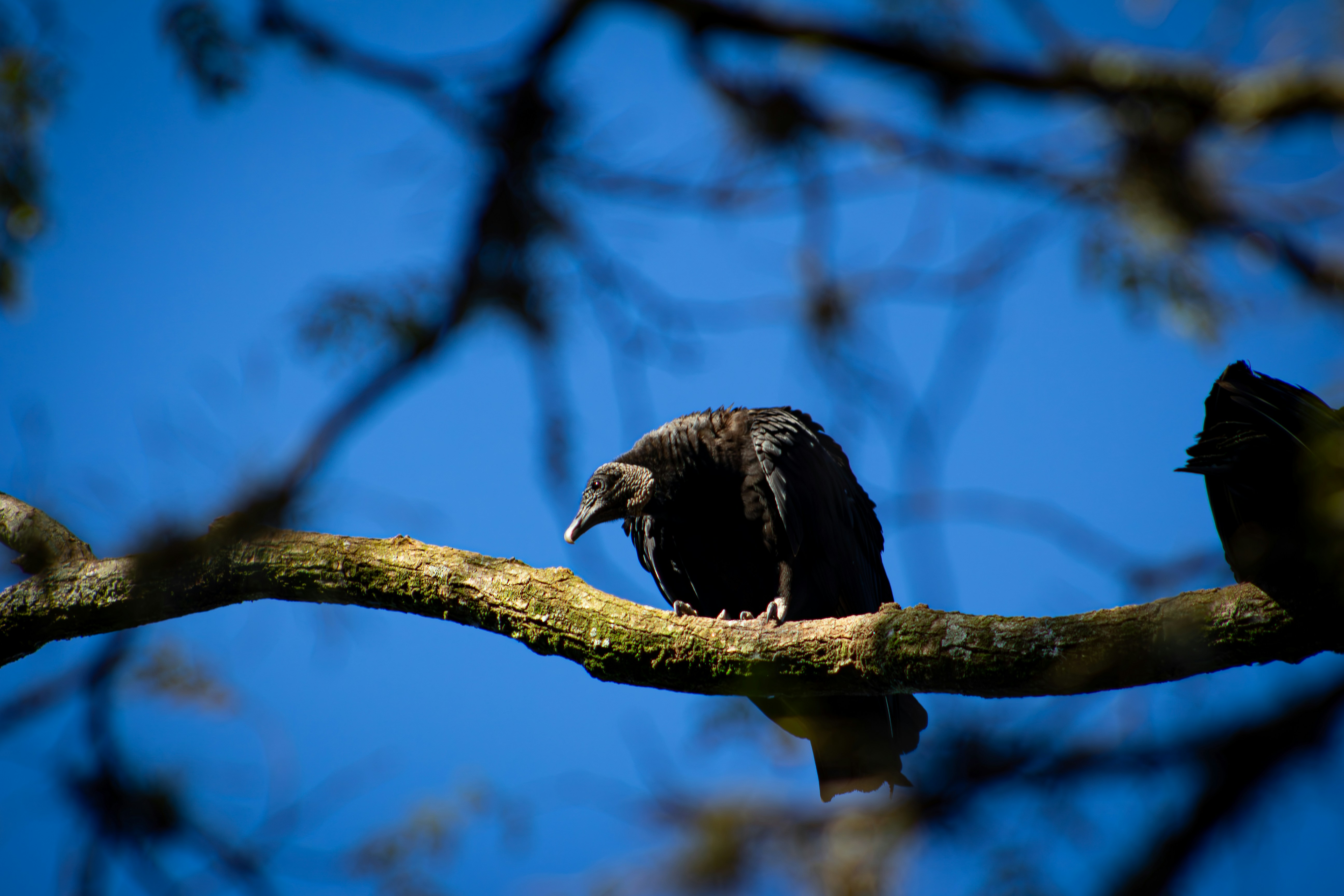Raven silhouette perched on a sunlit branch beneath a cobalt sky