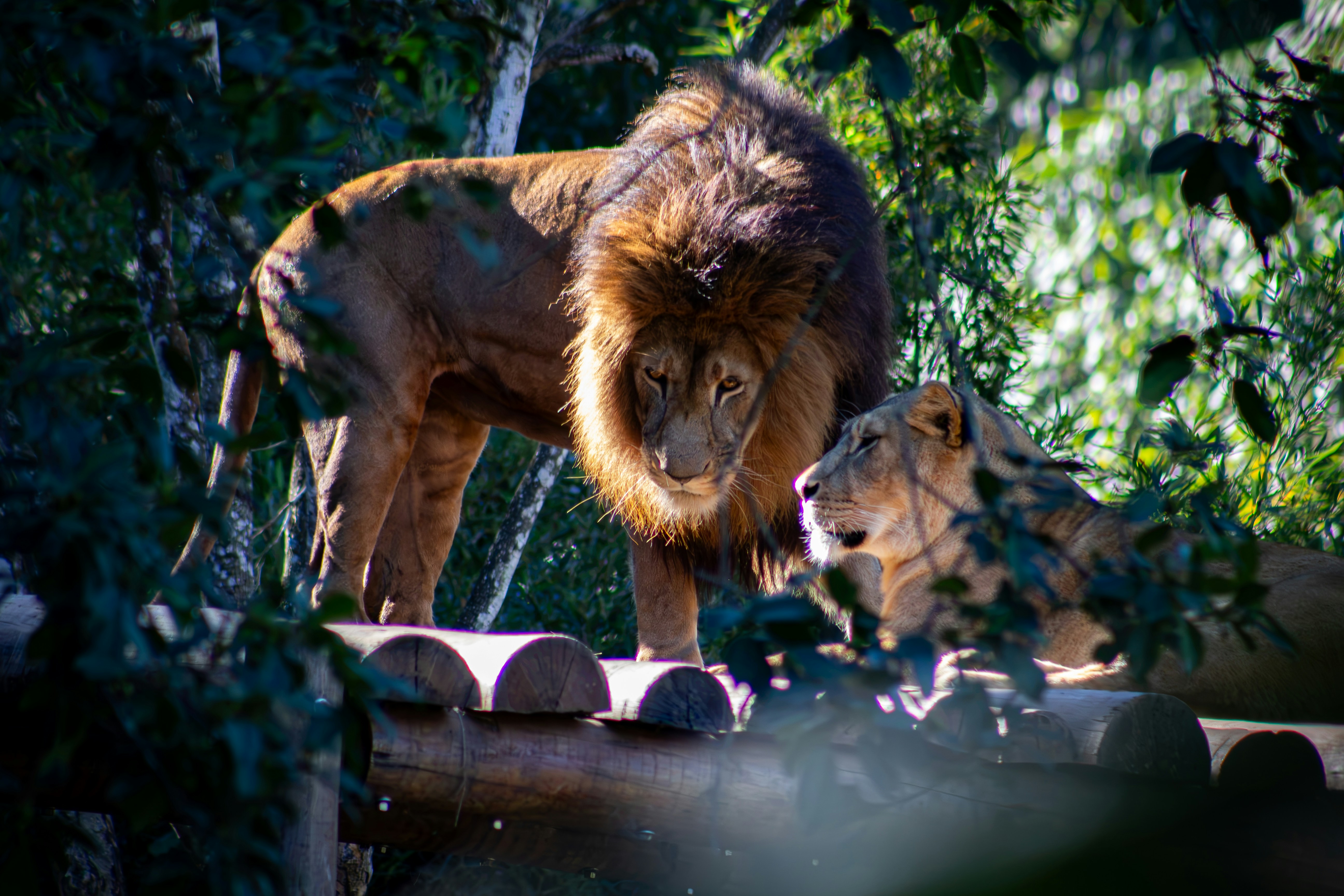 Lions on a Sunlit Log: A Quiet Stare Between Predator and Companion