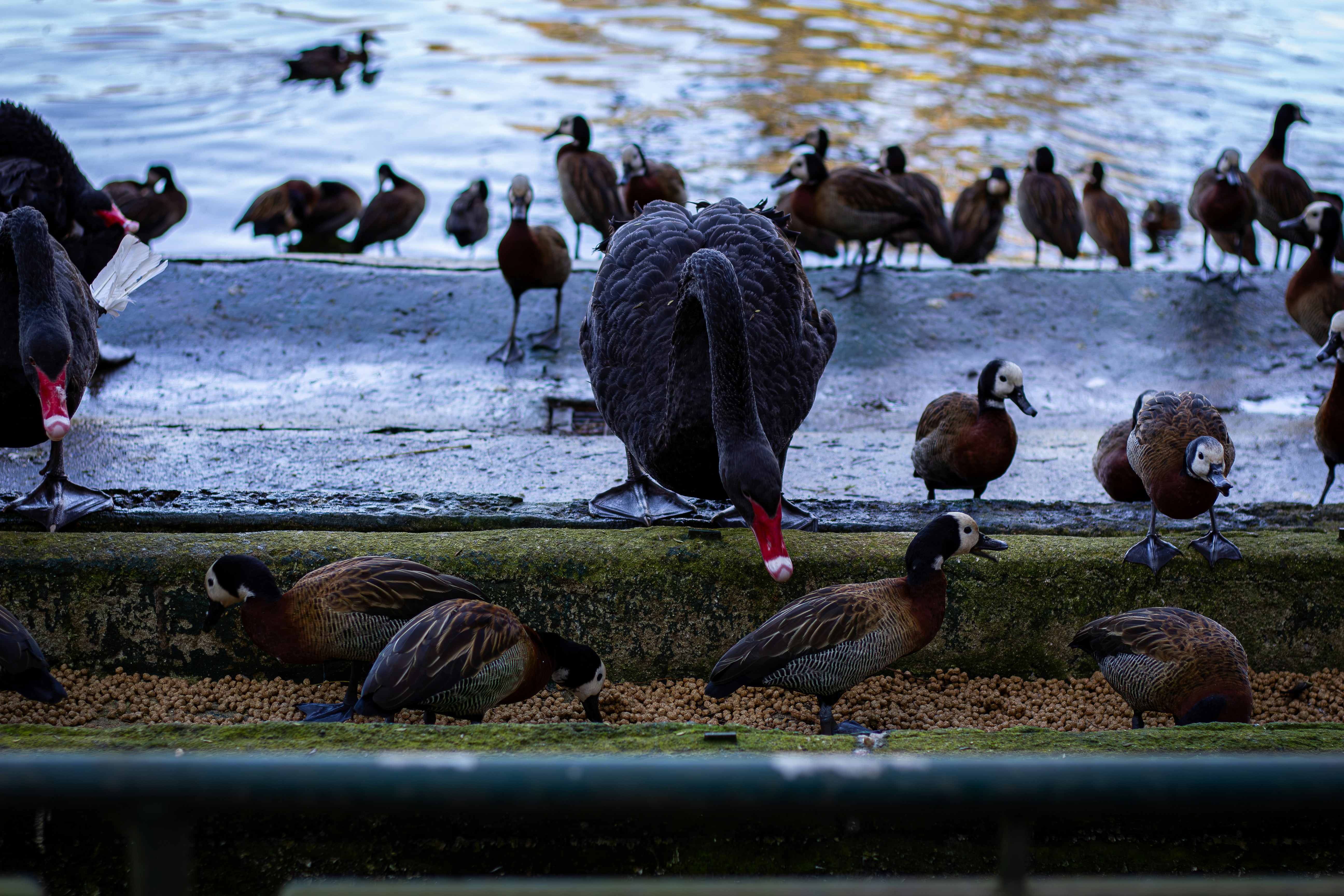 Feathered Congregation at Water’s Edge
