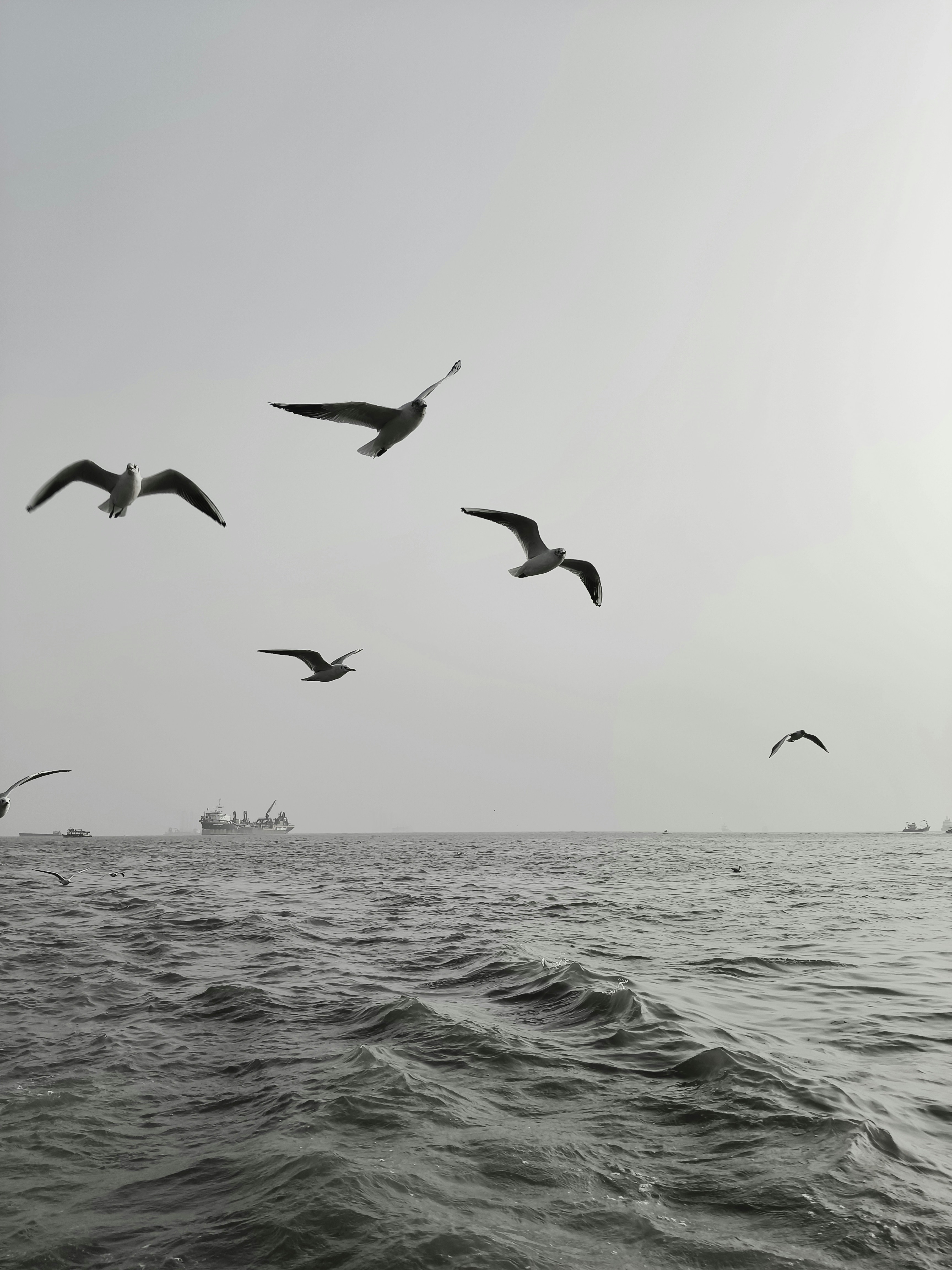 Seabird Squadron Over a Quiet Horizon